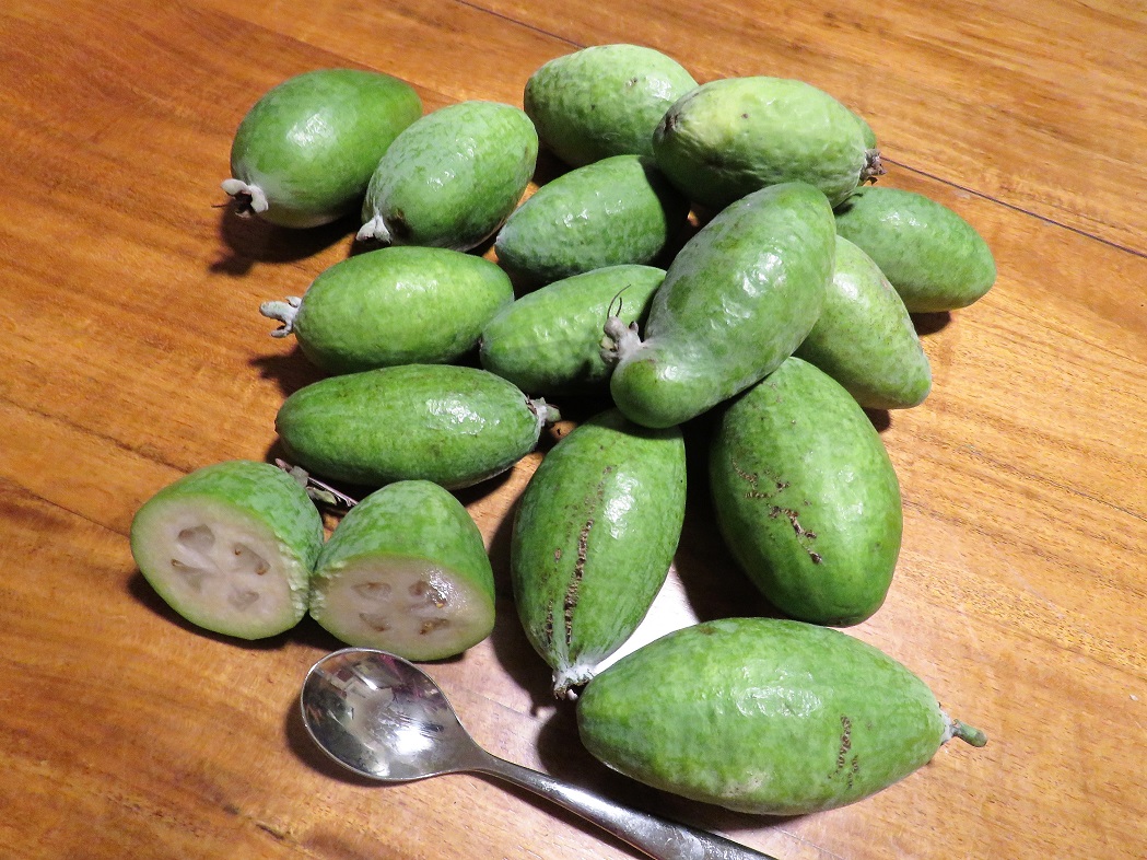 The three stages of feijoa season: from anticipation to desperation ...