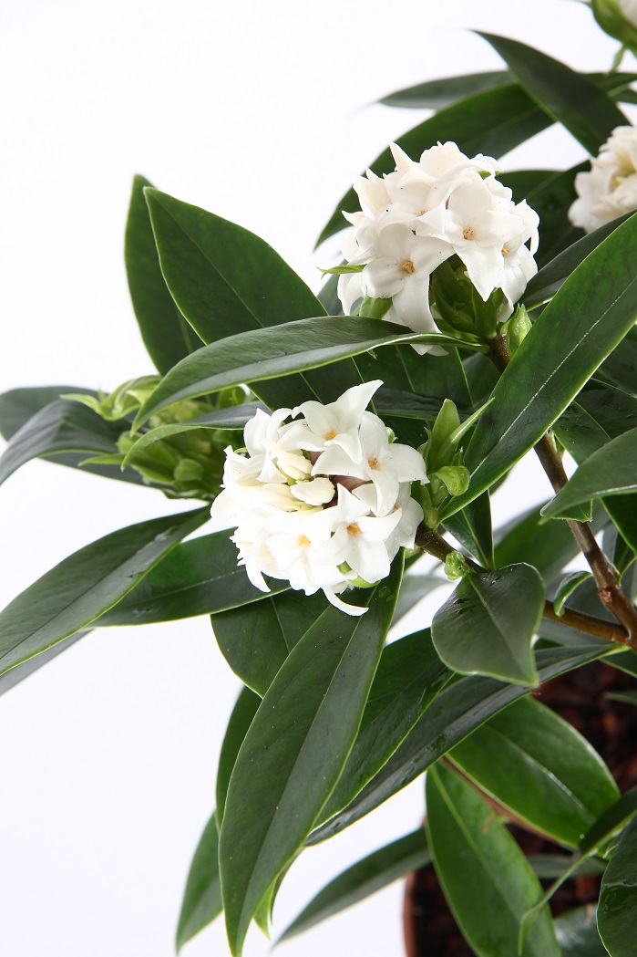 Daphne in white | Tikorangi The Jury Garden