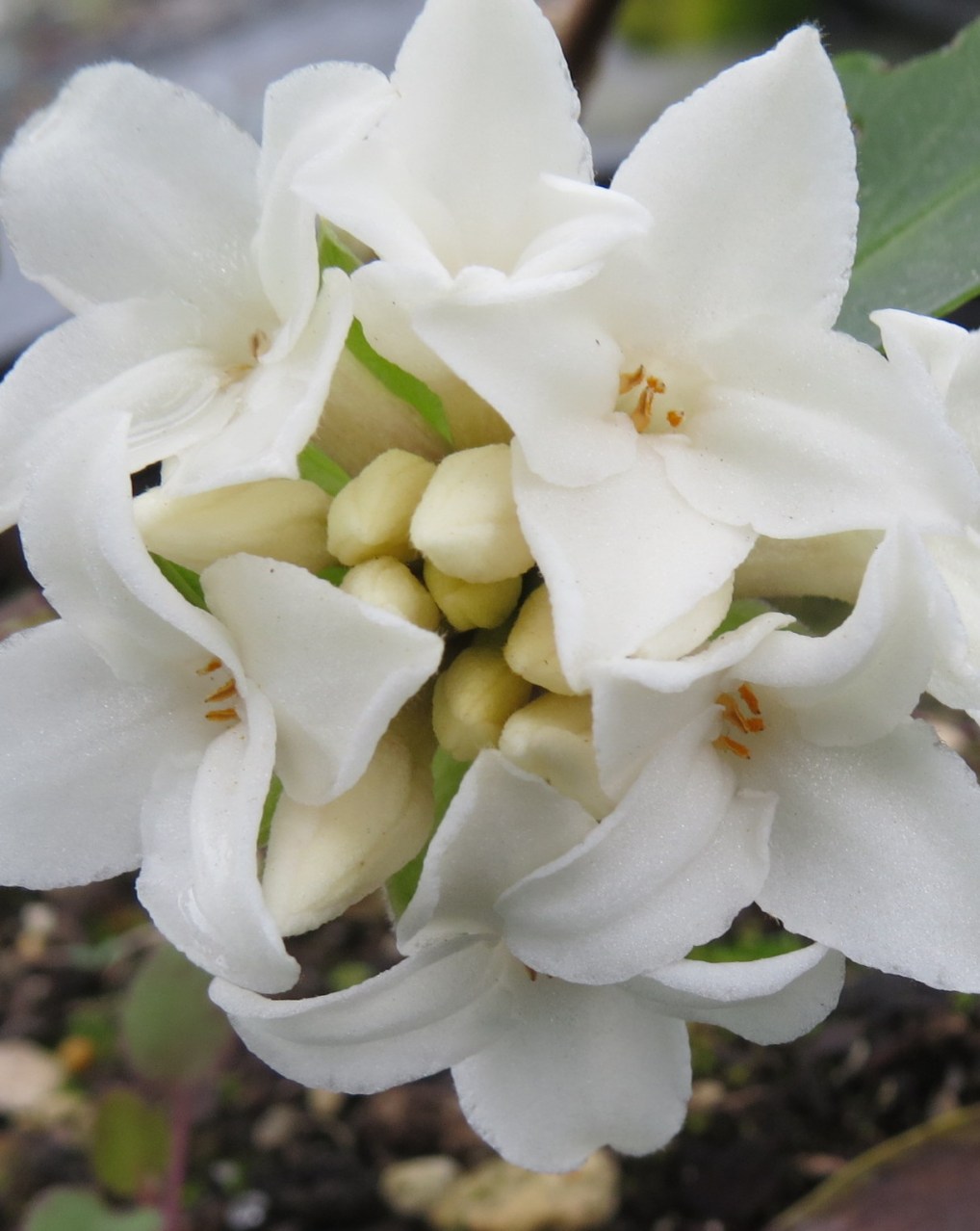 Plant collector | Tikorangi The Jury Garden