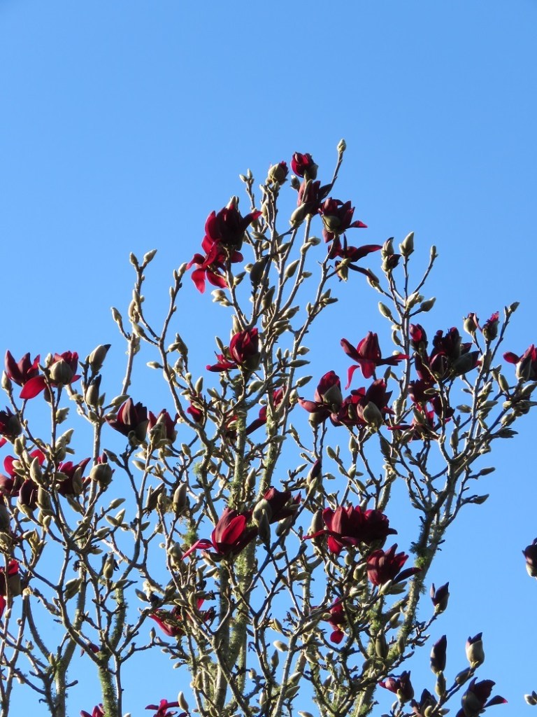 red magnolias | Tikorangi The Jury Garden