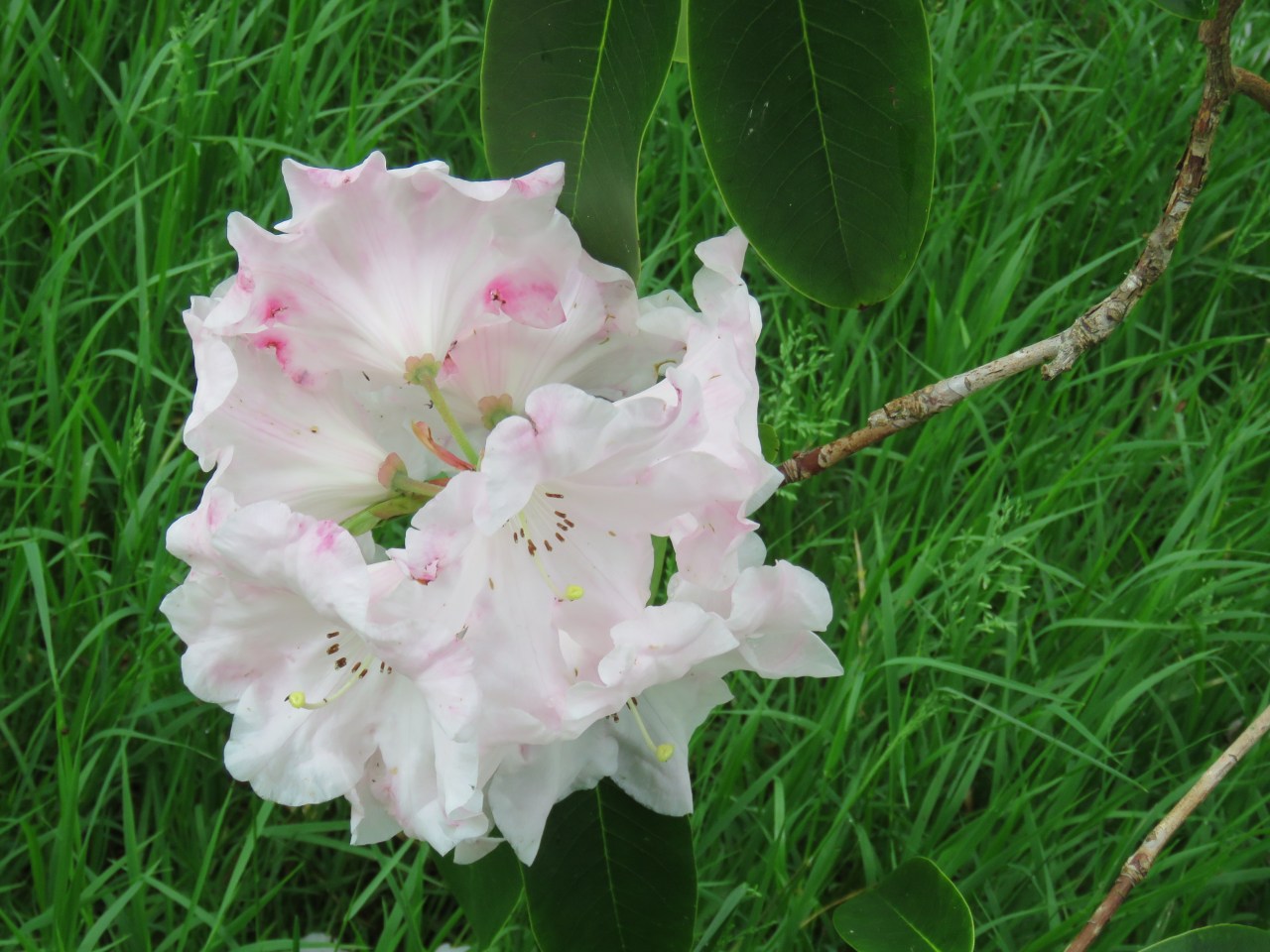 Rhododendron sino nuttallii | Tikorangi The Jury Garden
