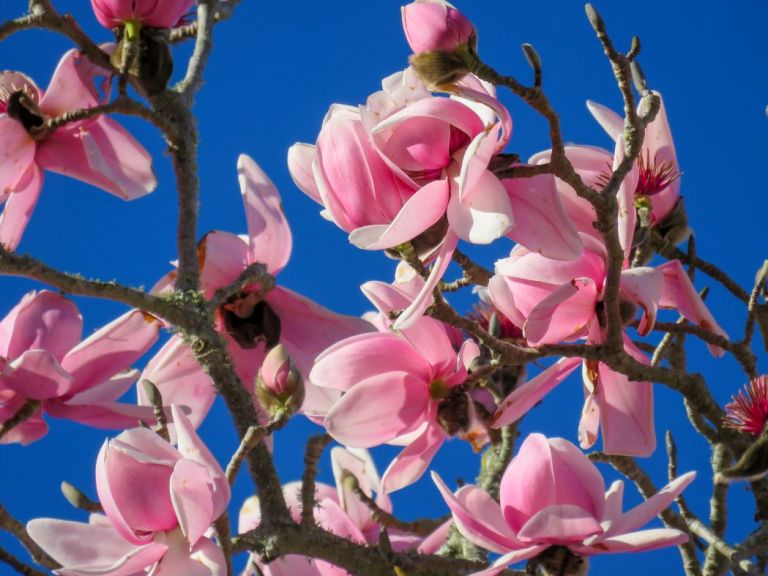 Jury magnolias | Tikorangi The Jury Garden