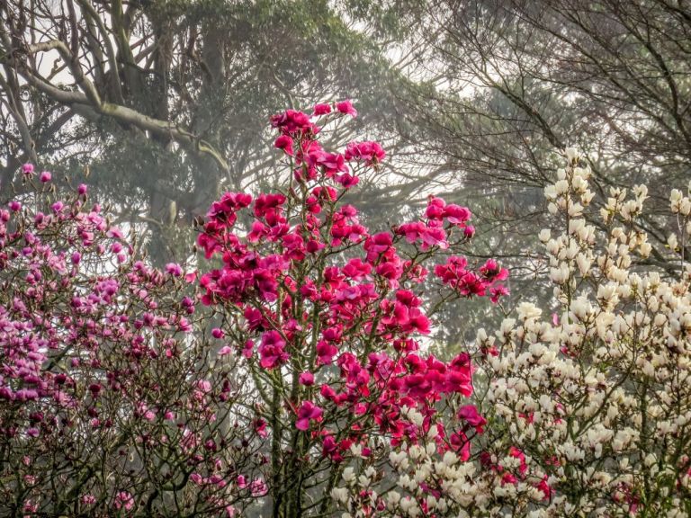 Jury magnolias | Tikorangi The Jury Garden