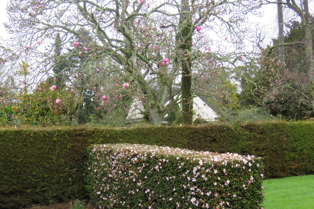 camellia hedges | Tikorangi The Jury Garden
