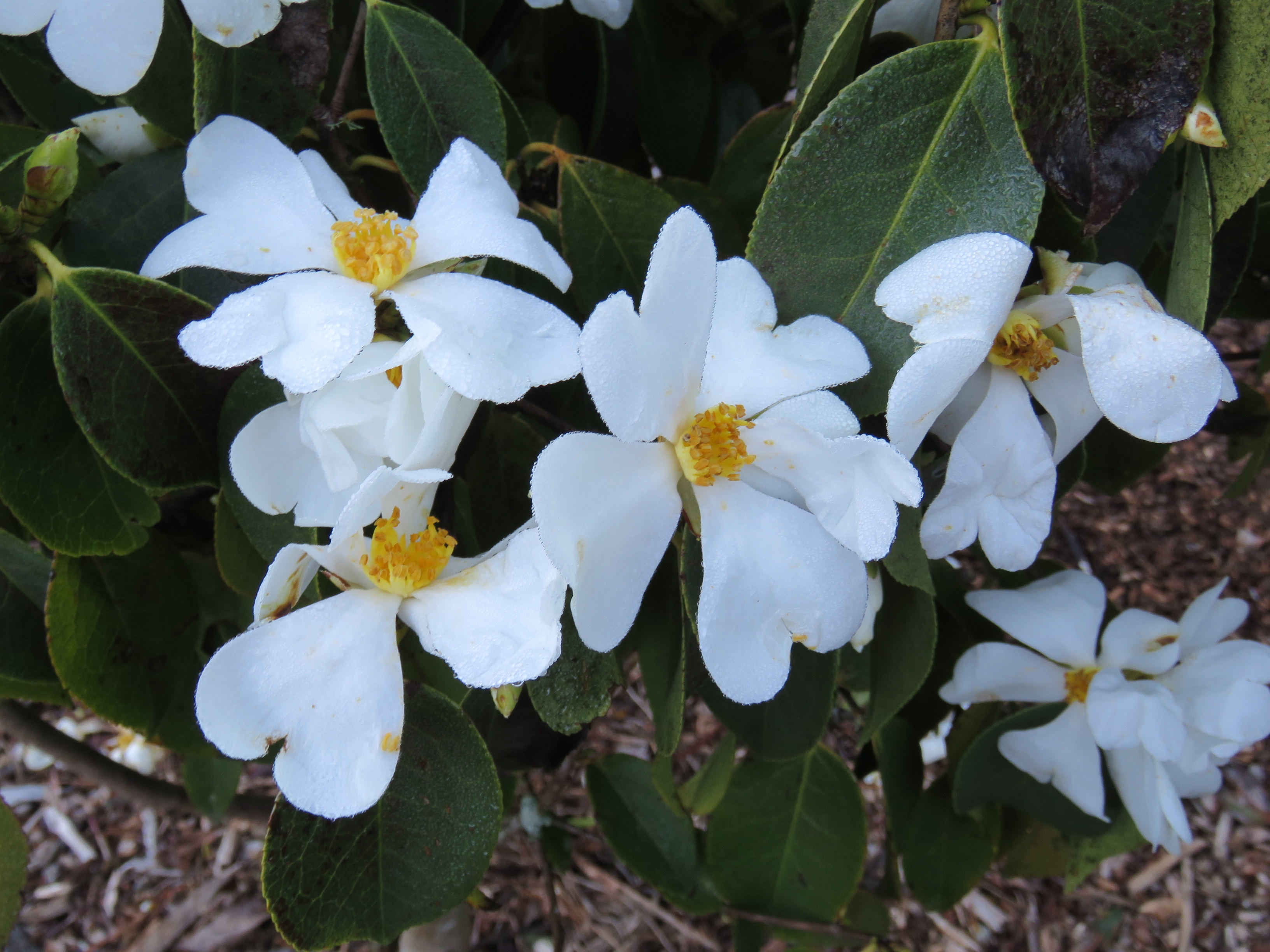 camellia hedges | Tikorangi The Jury Garden