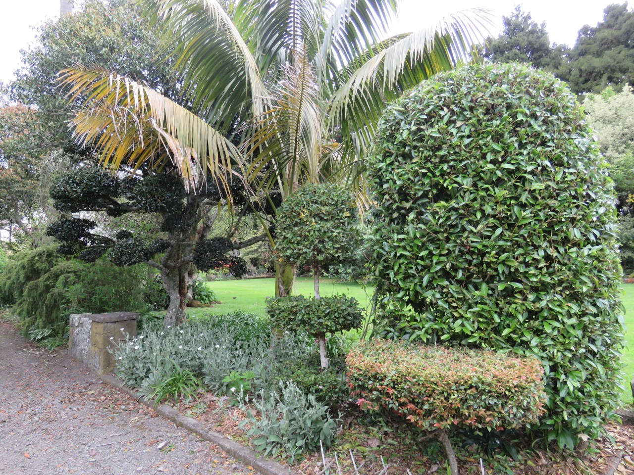 camellia hedges | Tikorangi The Jury Garden