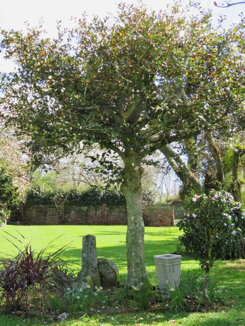 Michelia yunnanensis | Tikorangi The Jury Garden