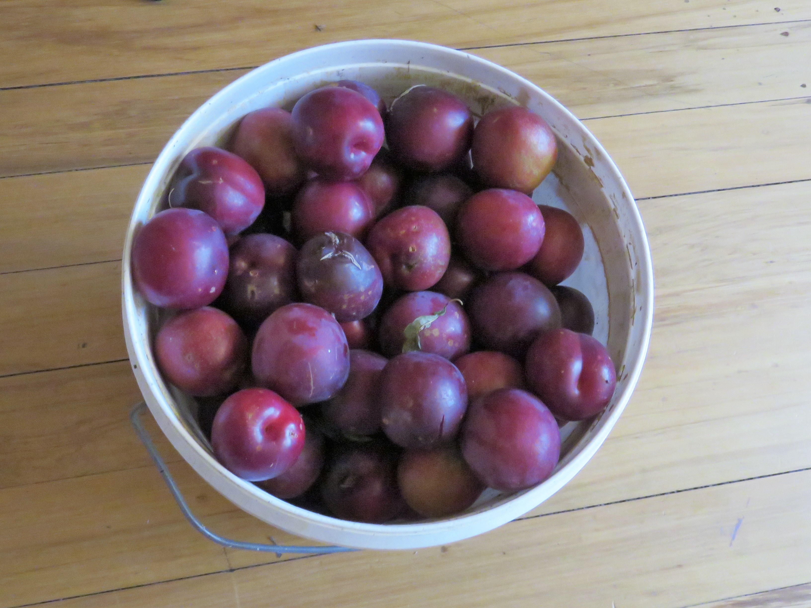 Plum Summer | Tikorangi The Jury Garden