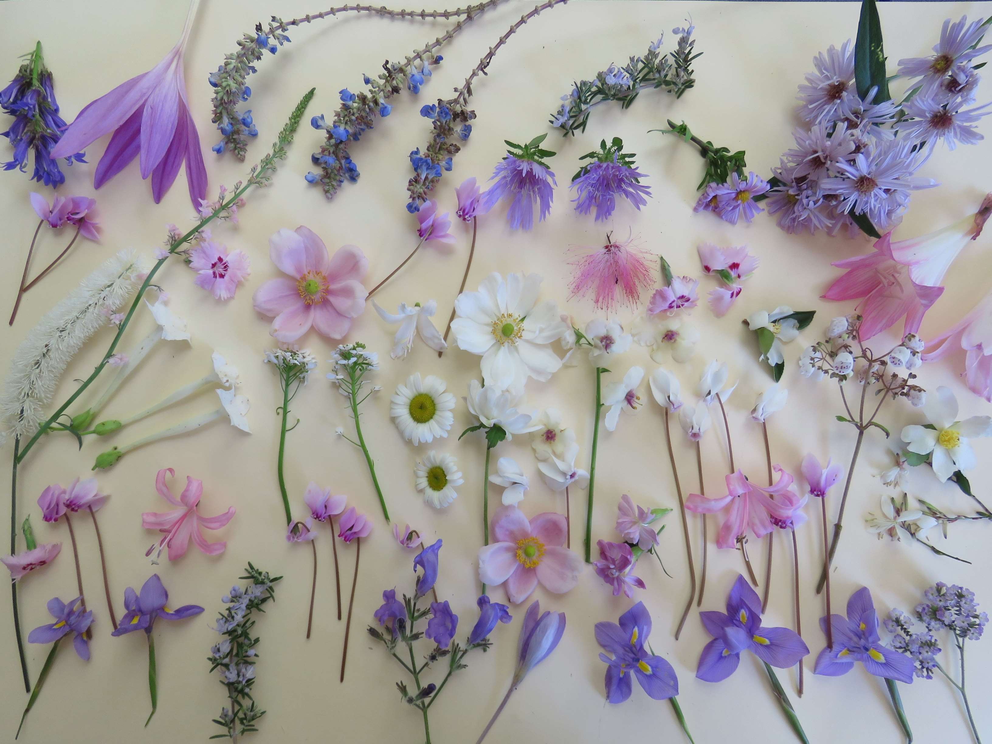 ‘Say it with flowers’ | Tikorangi The Jury Garden