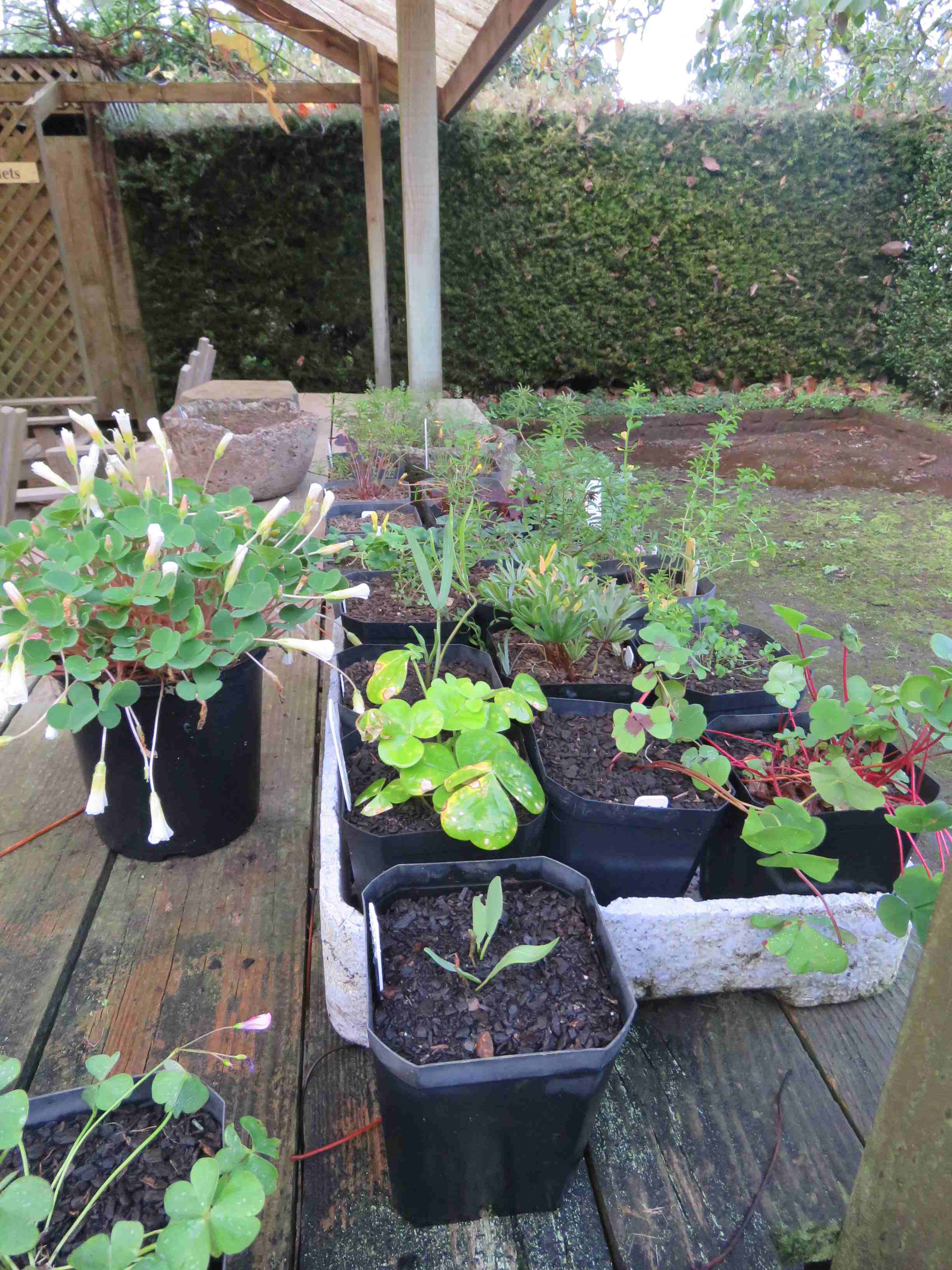 ornamental oxalis | Tikorangi The Jury Garden