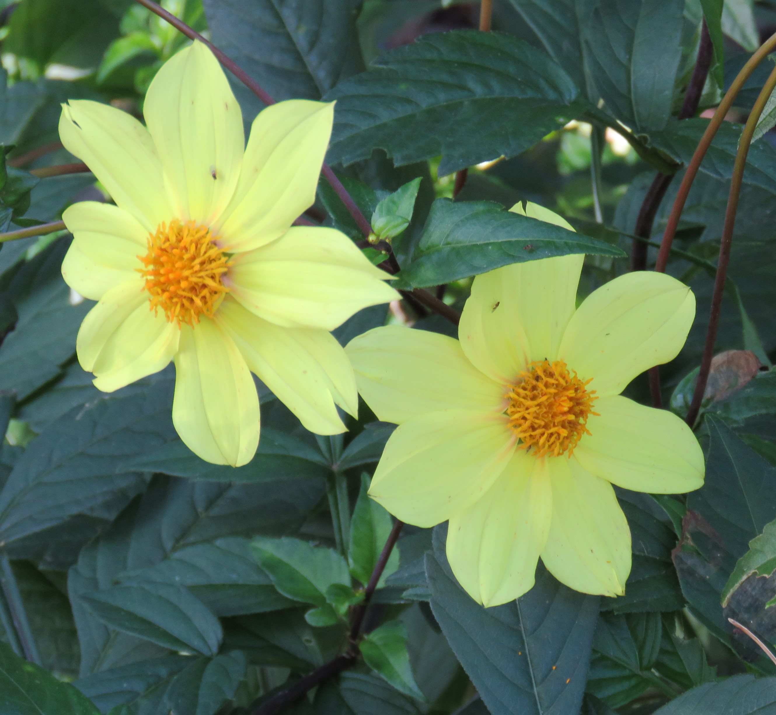 tree dahlias | Tikorangi The Jury Garden