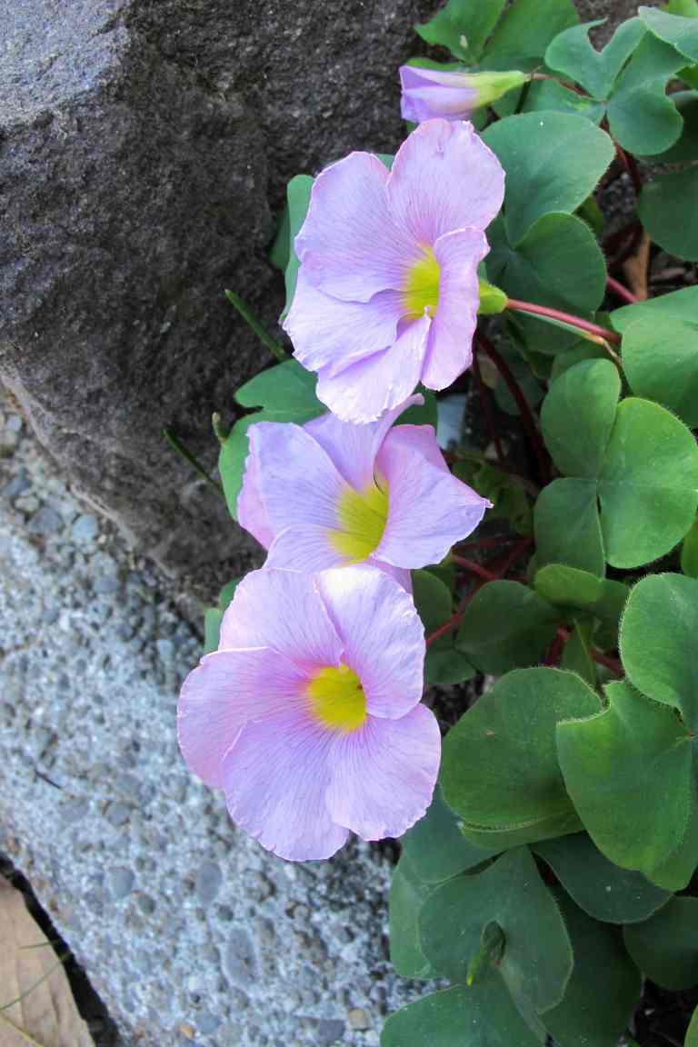 ornamental oxalis | Tikorangi The Jury Garden