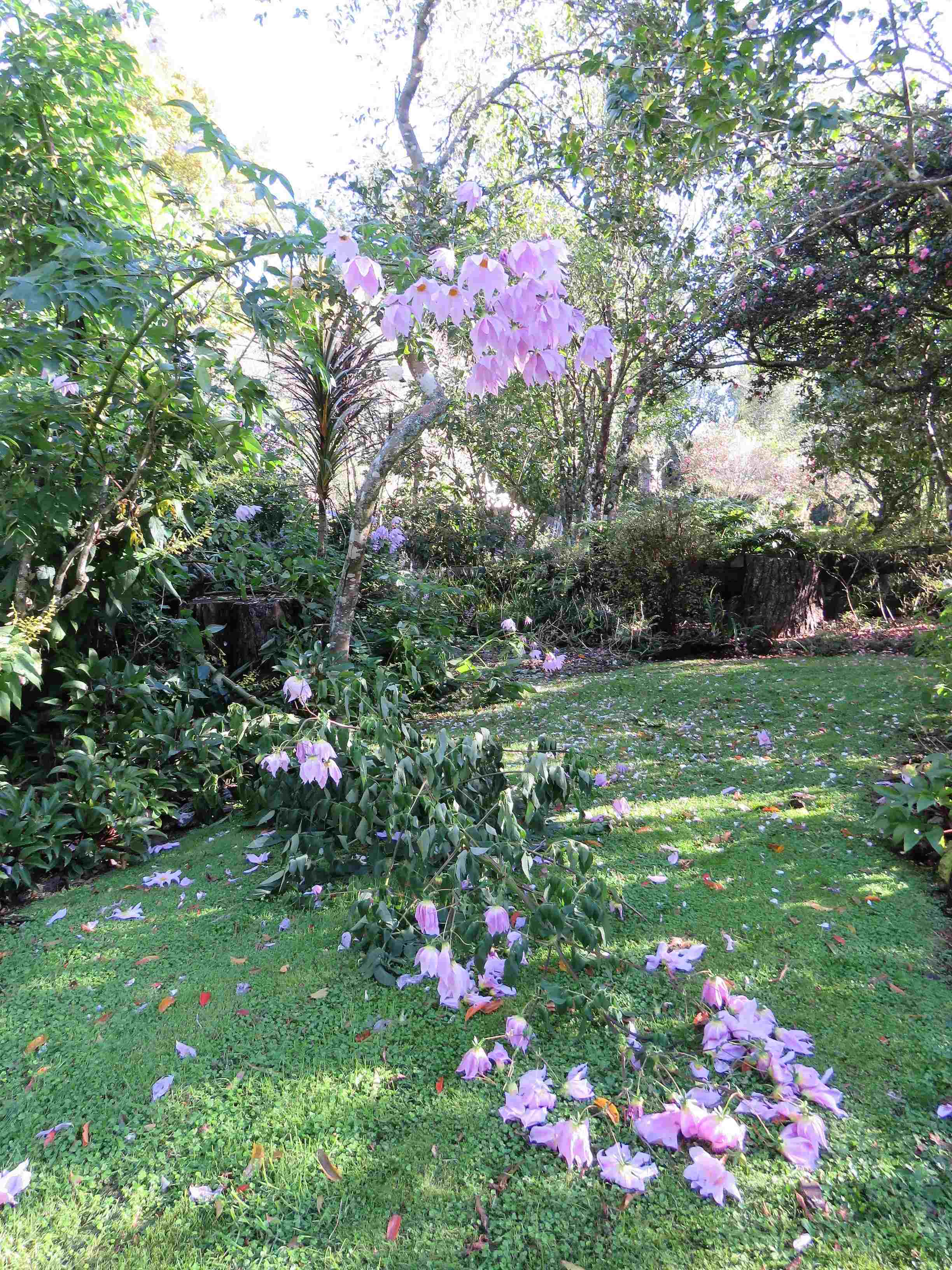 tree dahlias | Tikorangi The Jury Garden