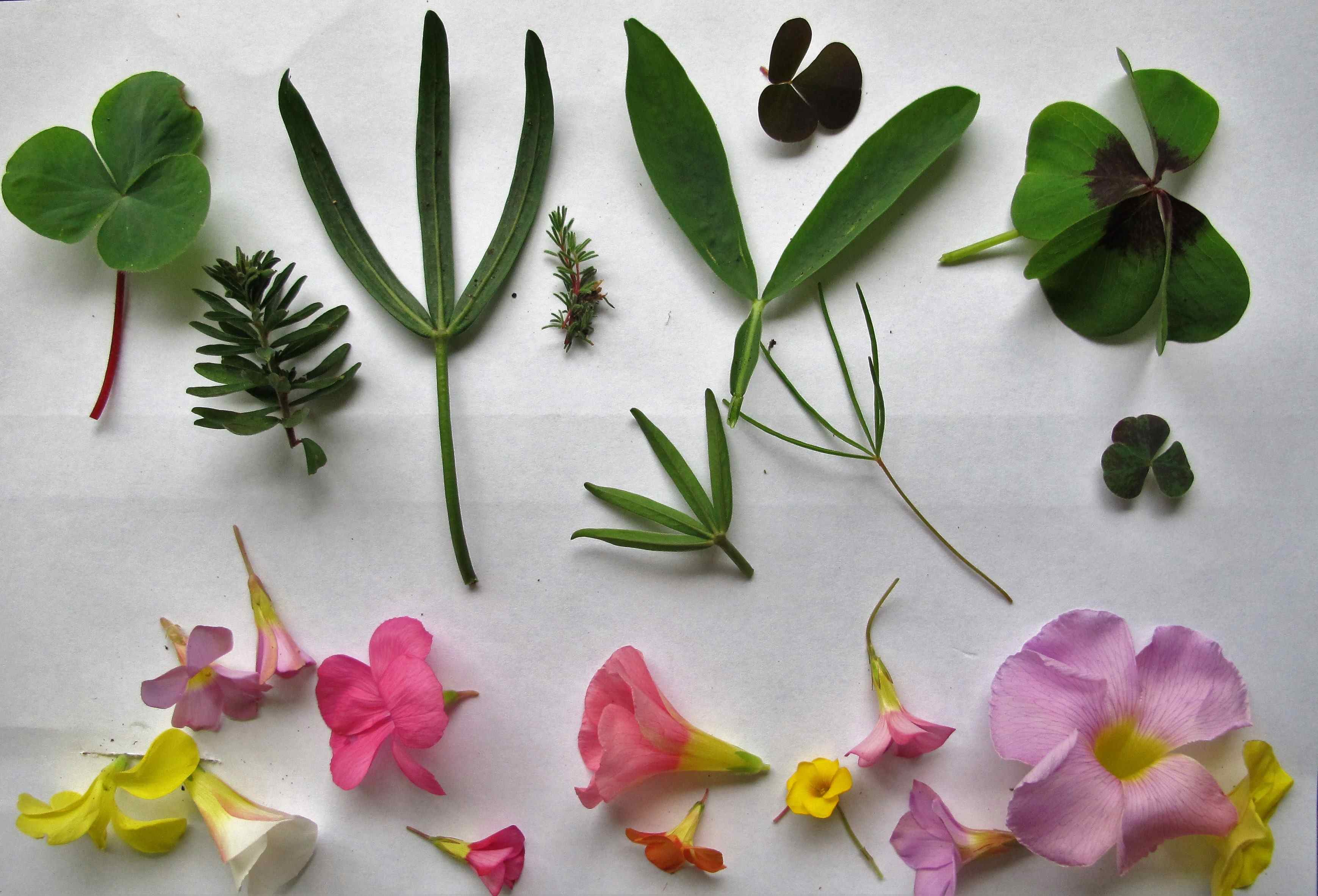 ornamental oxalis | Tikorangi The Jury Garden