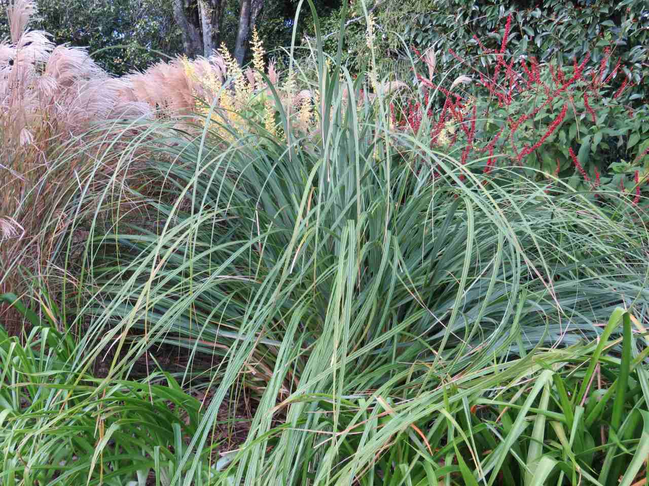 gardening with grasses | Tikorangi The Jury Garden