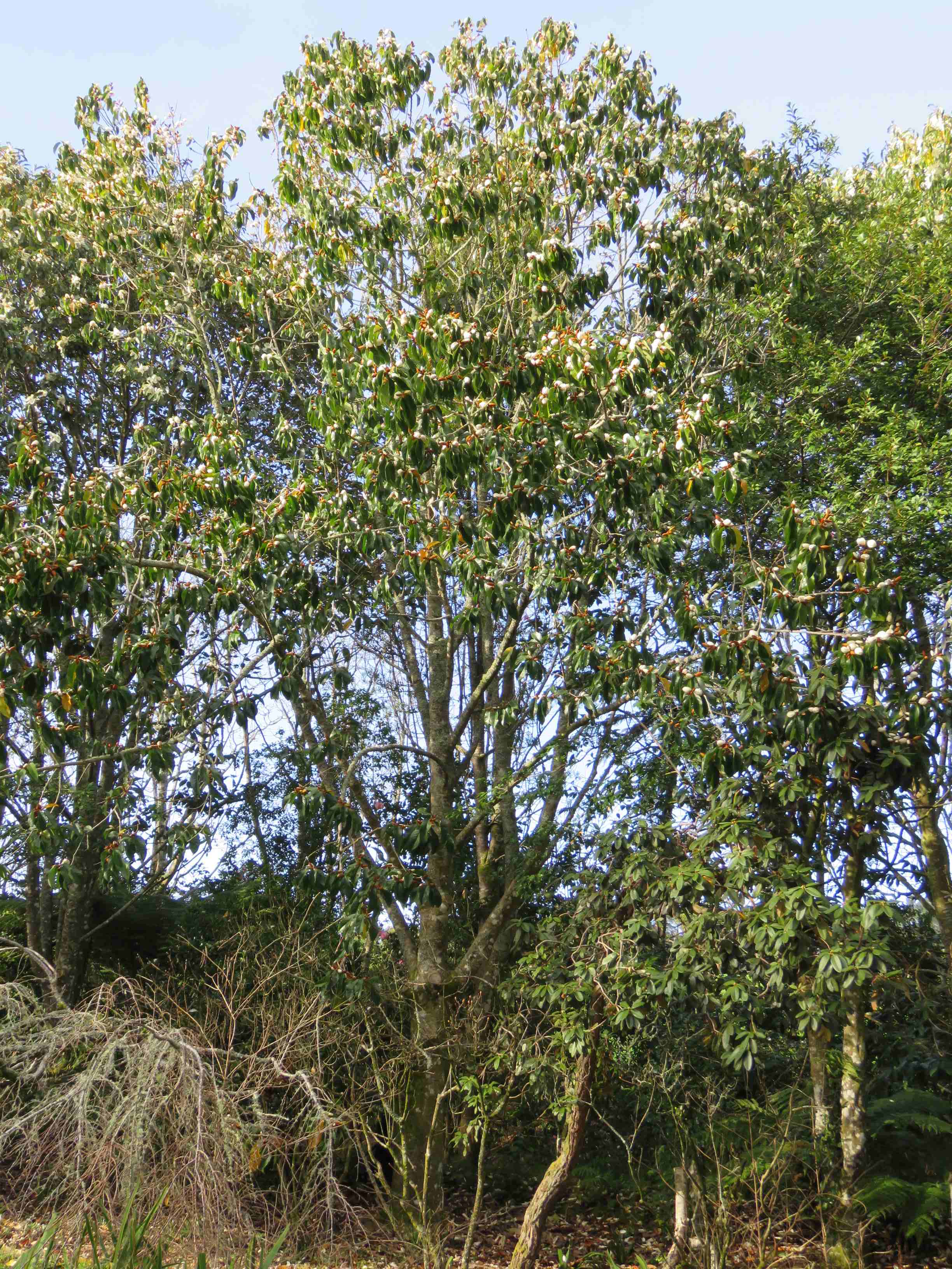 Magnolia Bubbles | Tikorangi The Jury Garden