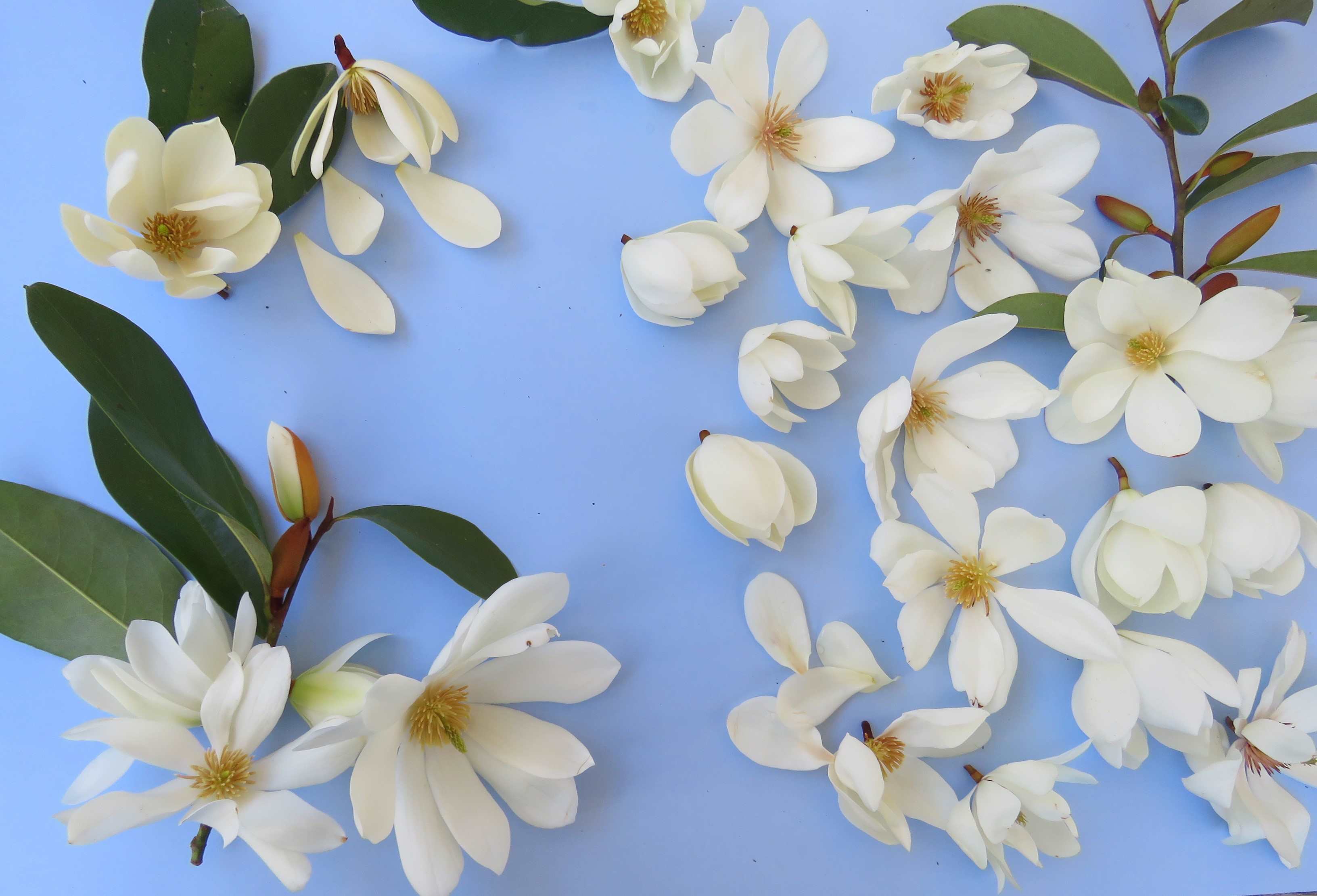 Fairy Magnolia Cream | Tikorangi The Jury Garden
