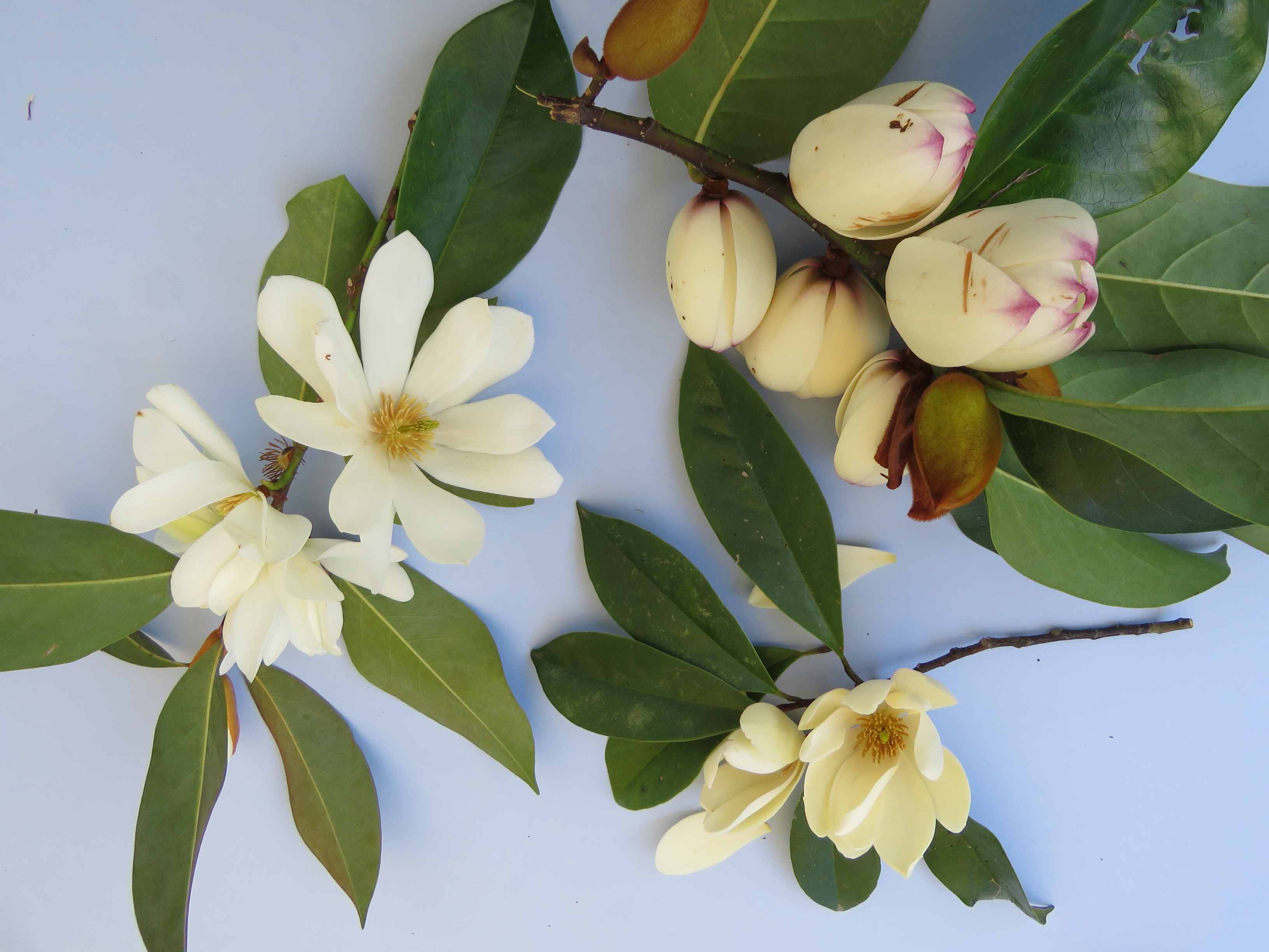 Then and now. A magnolia (michelia) story. | Tikorangi The Jury Garden