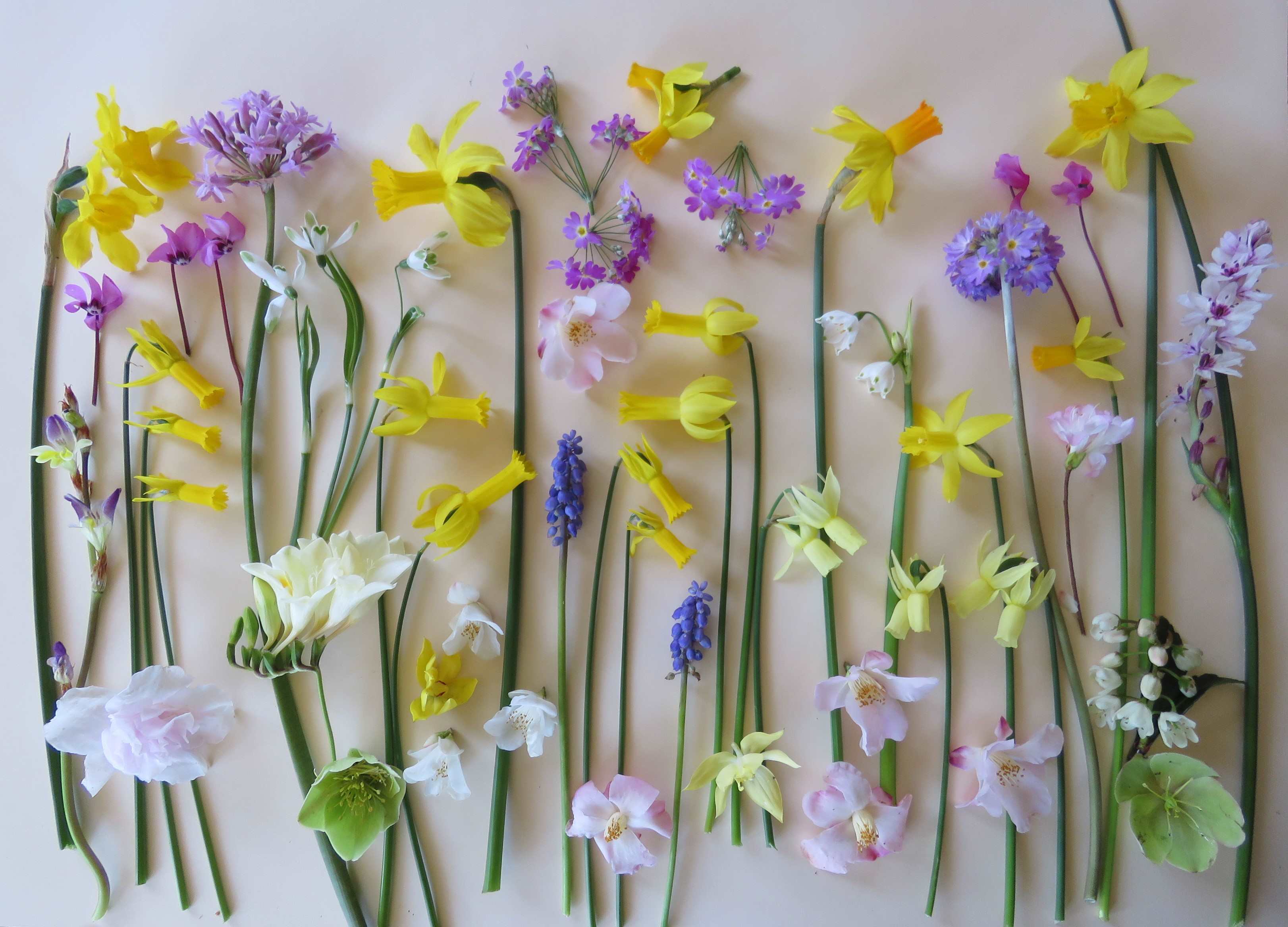 Spring has sprung | Tikorangi The Jury Garden