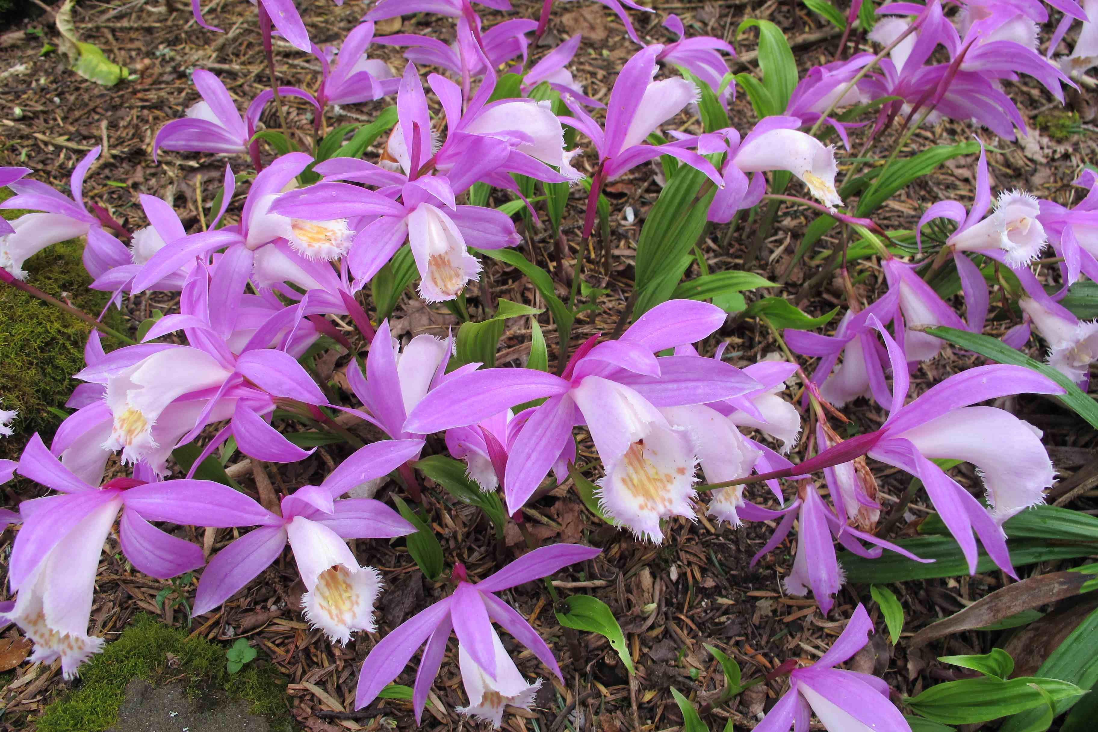 Orchids a-plenty | Tikorangi The Jury Garden
