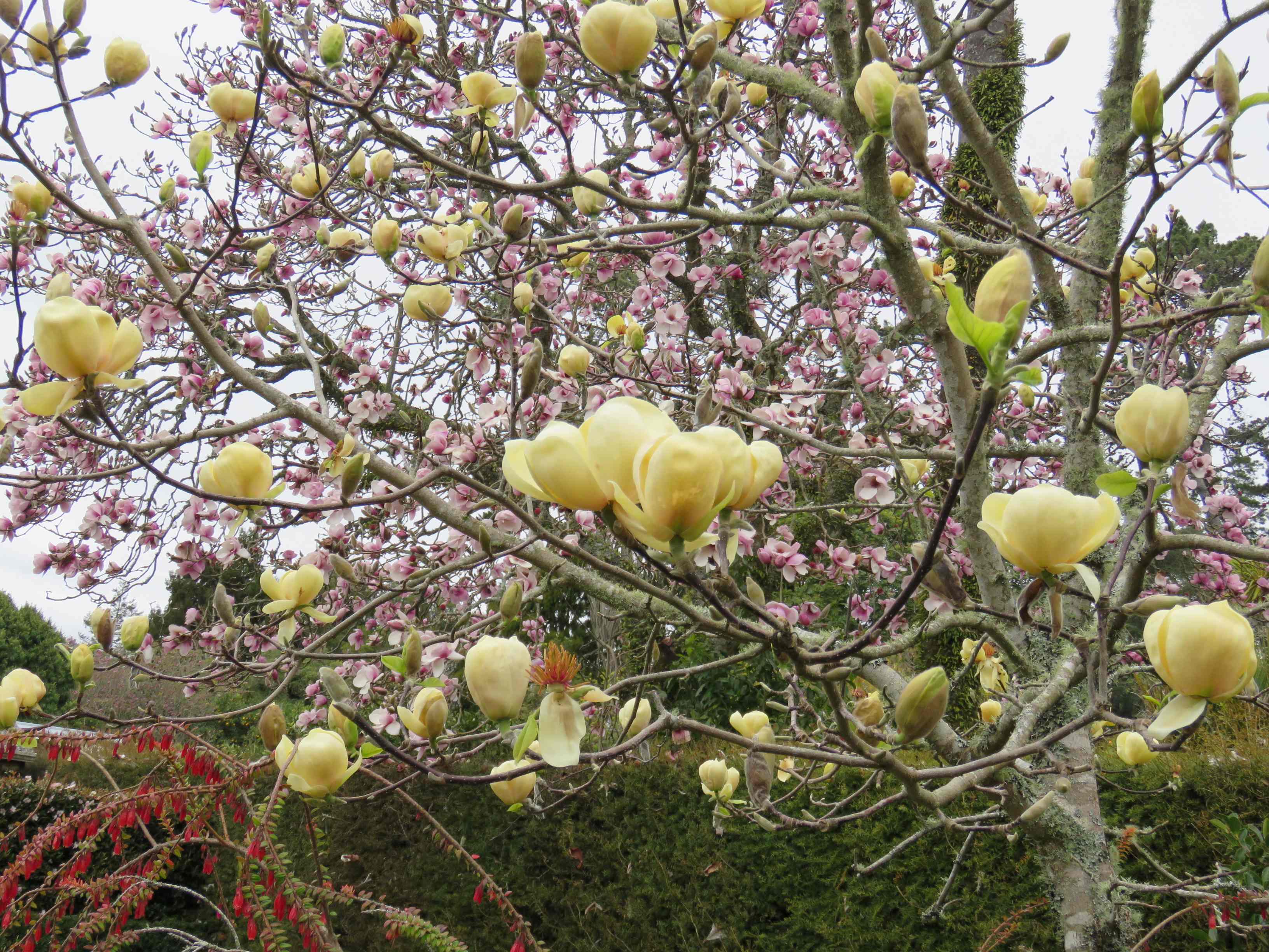 The Yellow Magnolias | Tikorangi The Jury Garden