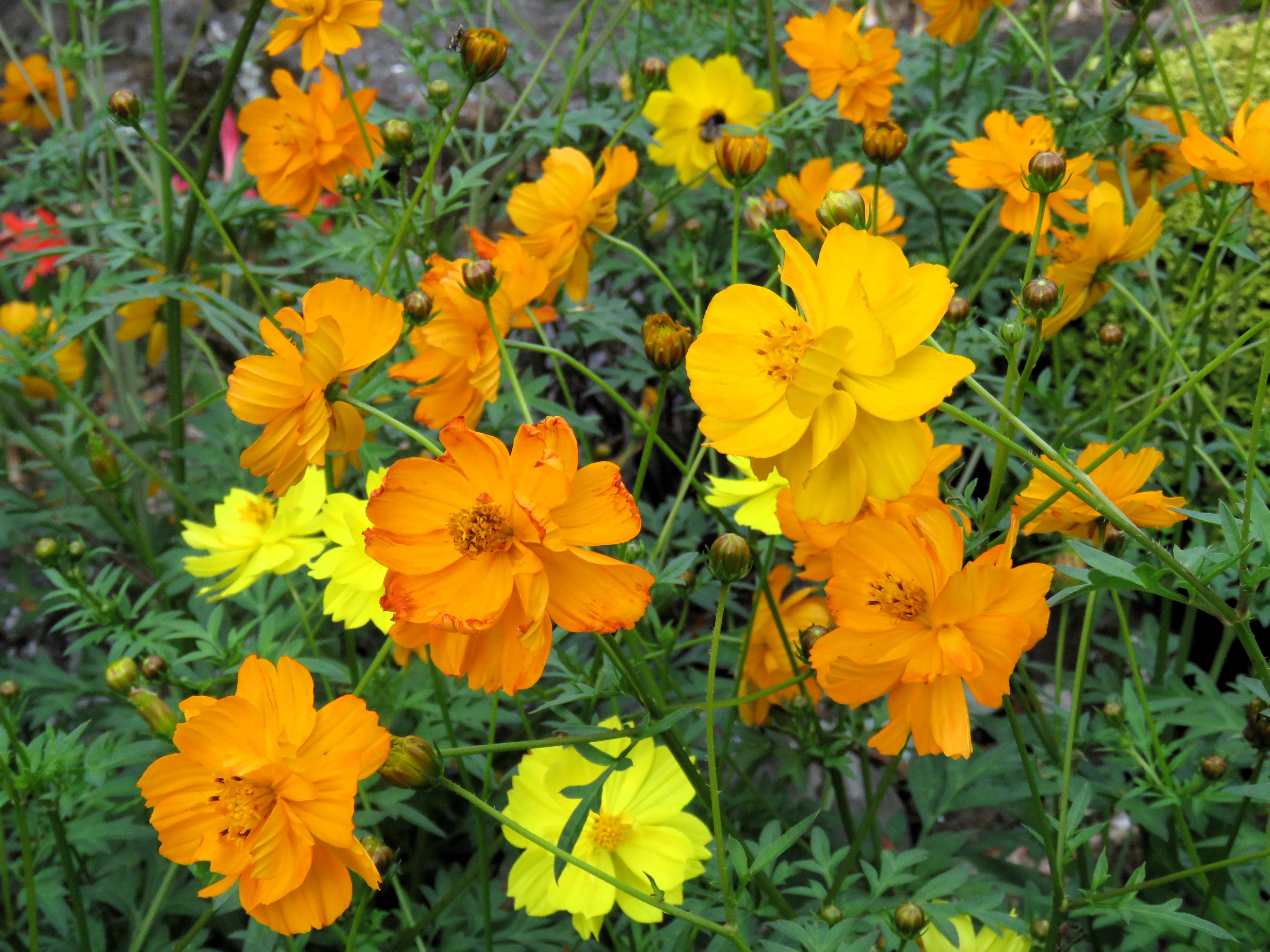 Variation In Plants Science Meets Art: In Praise Of Modern Plant