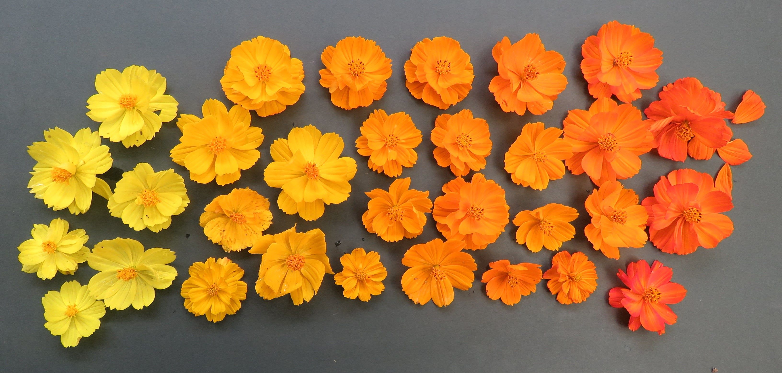 Tikorangi The Jury Garden | Mark and Abbie Jury | Page 4