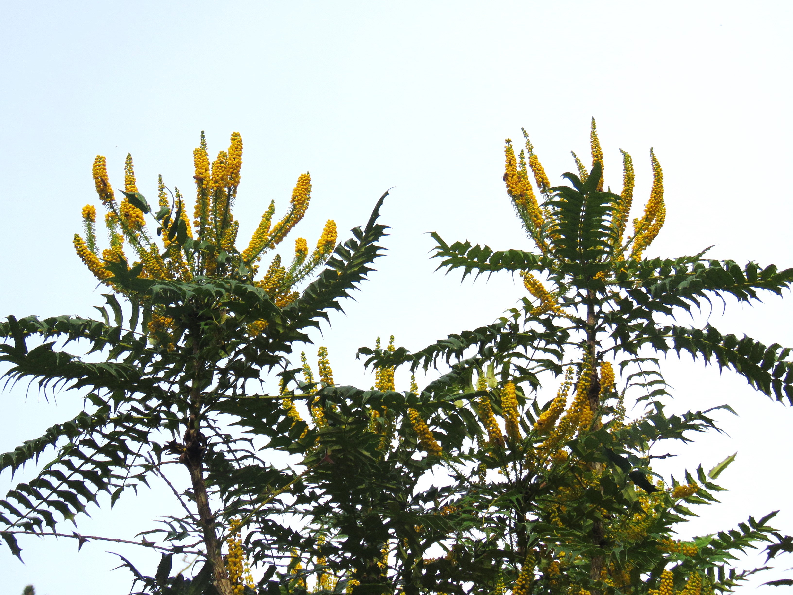 Abbie’s column | Tikorangi The Jury Garden