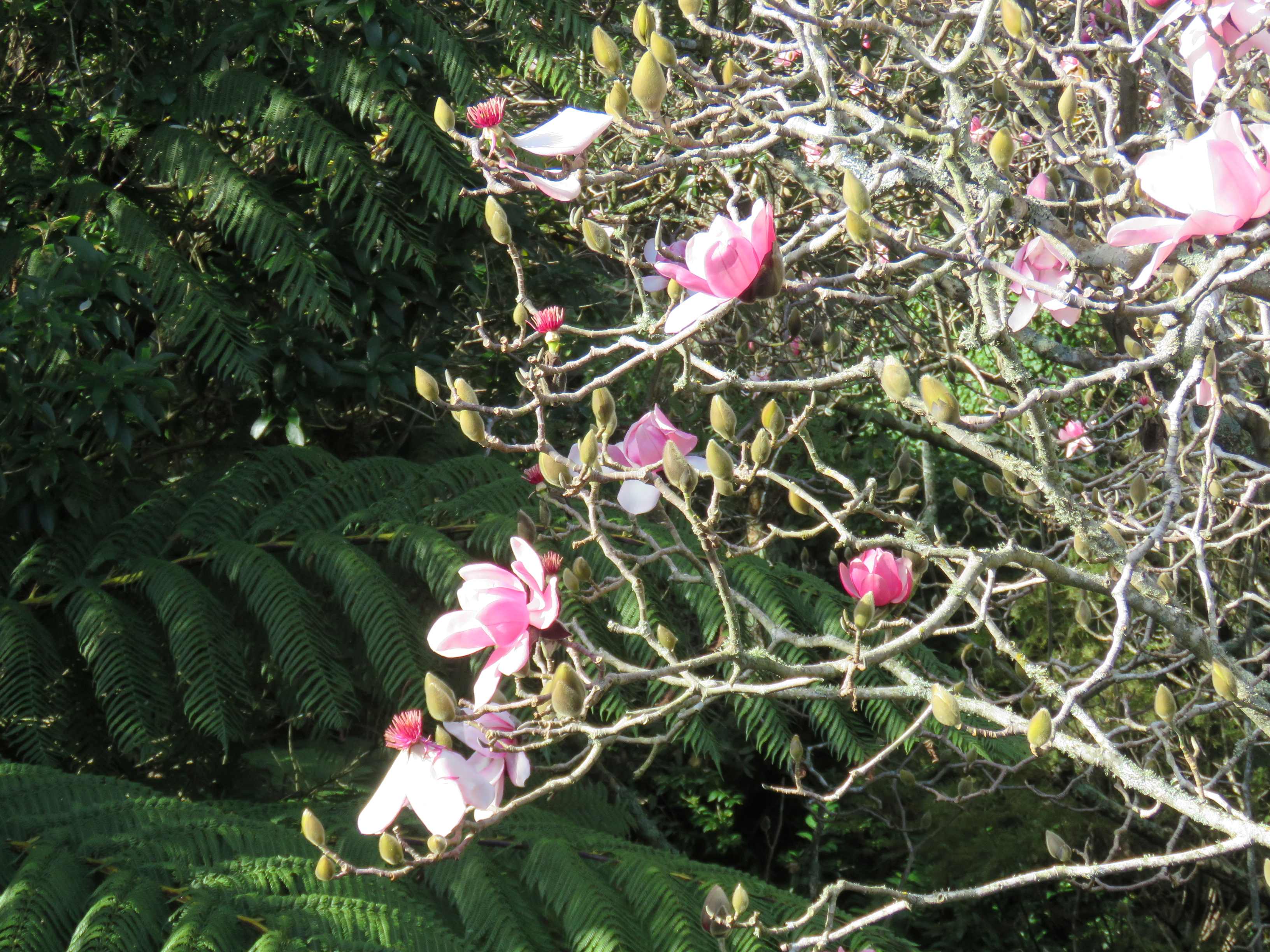 Tikorangi The Jury Garden | Mark and Abbie Jury