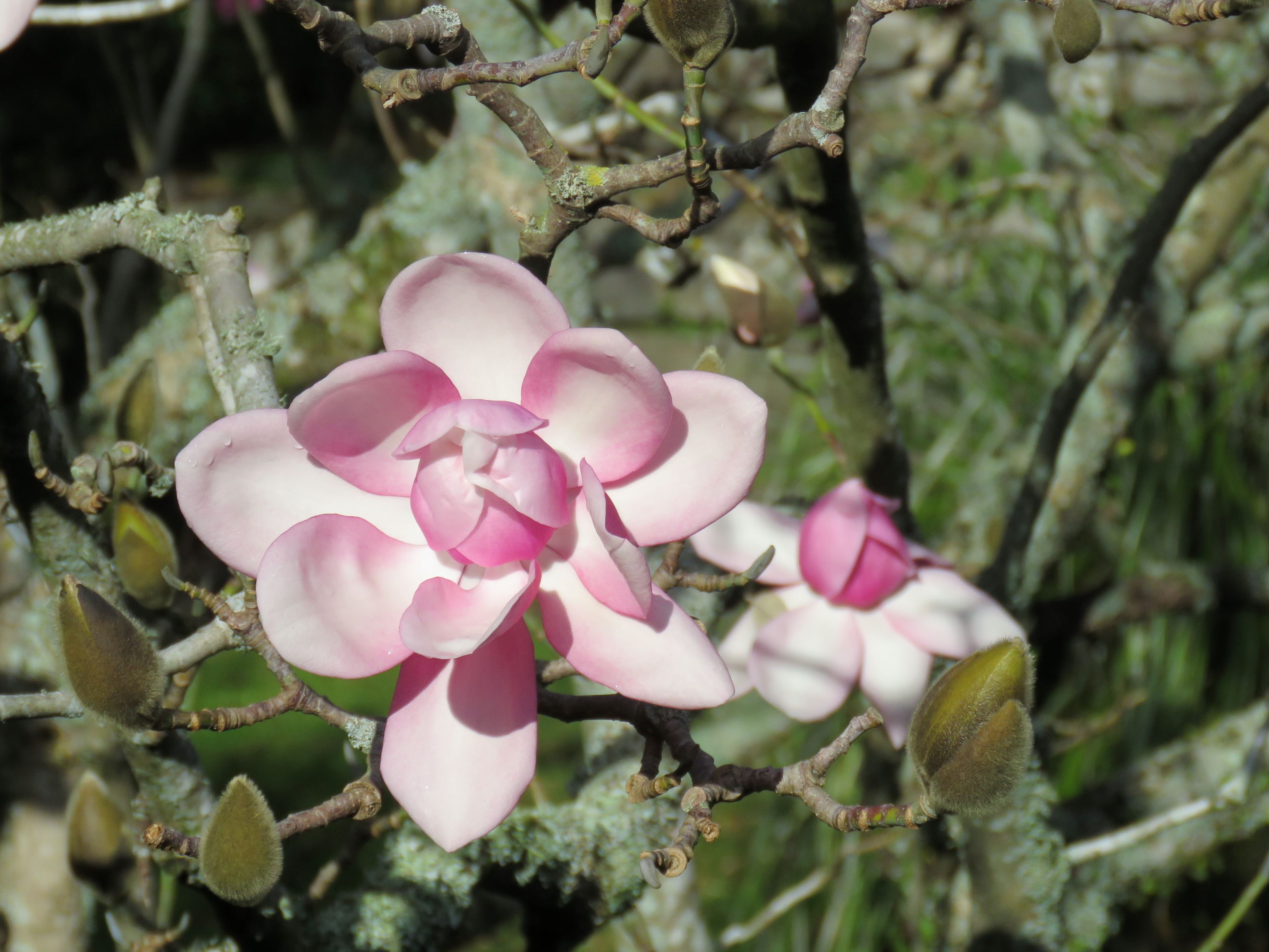 Tikorangi The Jury Garden | Mark and Abbie Jury