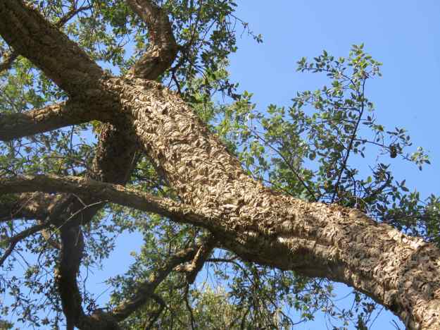 Tikorangi The Jury Garden | Mark and Abbie Jury