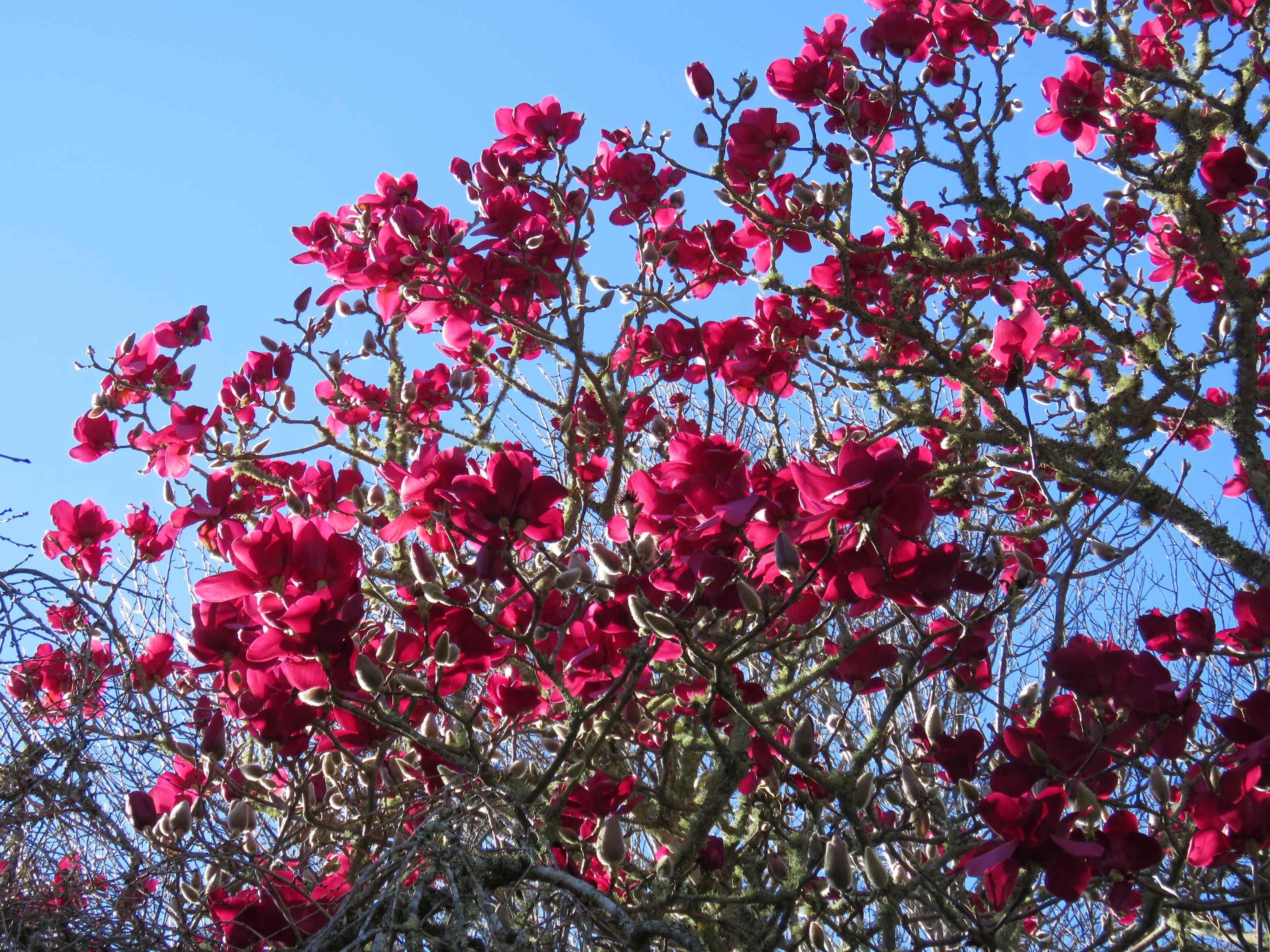 Magnolia Vulcan | Tikorangi The Jury Garden