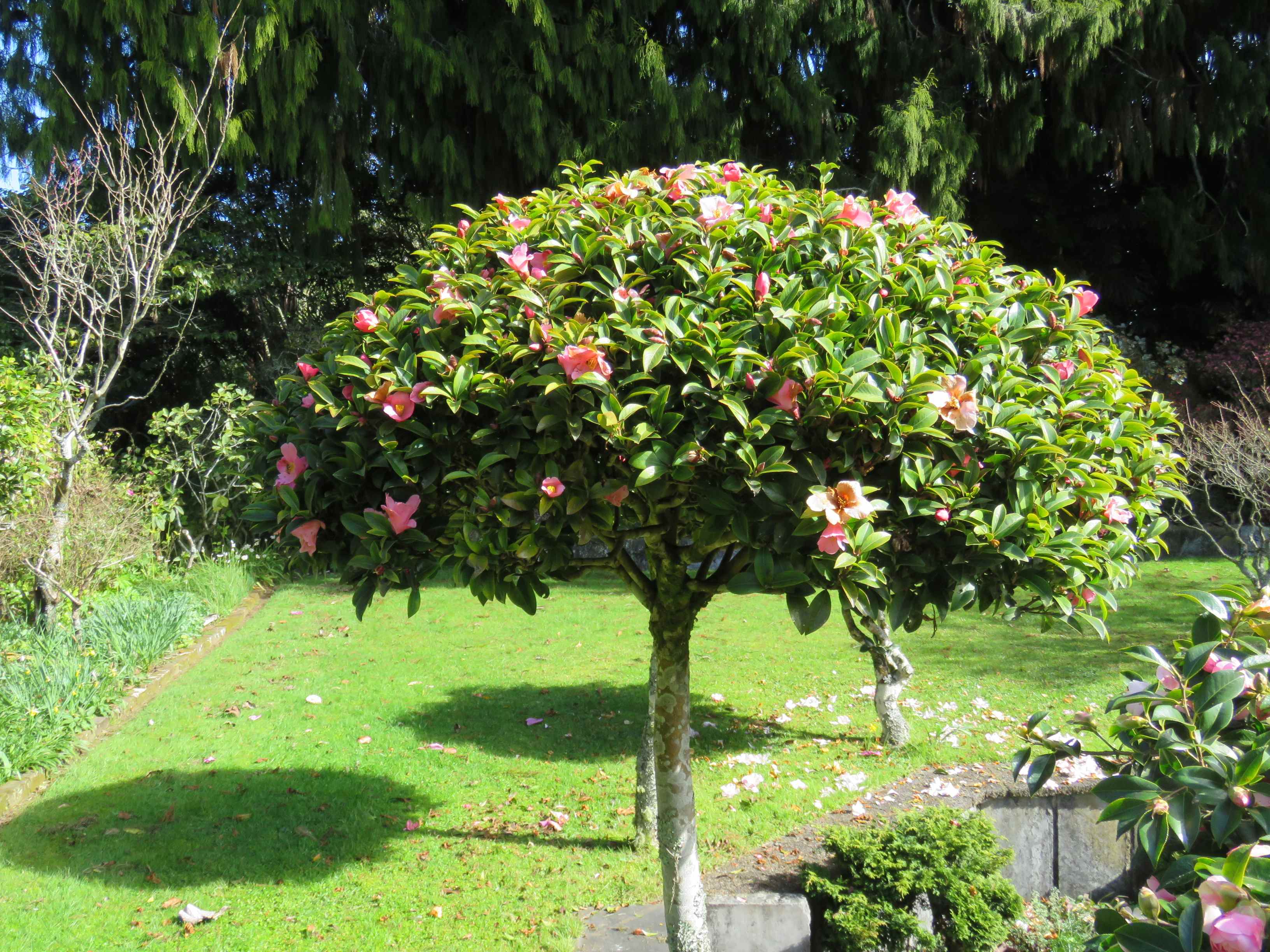 Magnolia Iolanthe | Tikorangi The Jury Garden