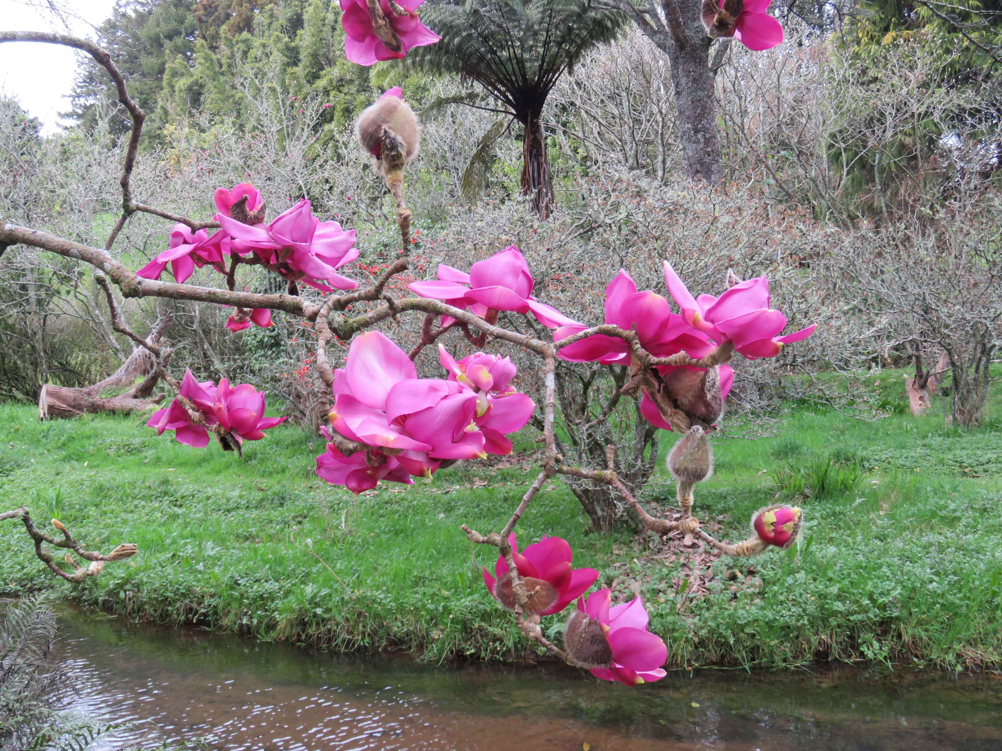 Magnolia Vulcan | Tikorangi The Jury Garden