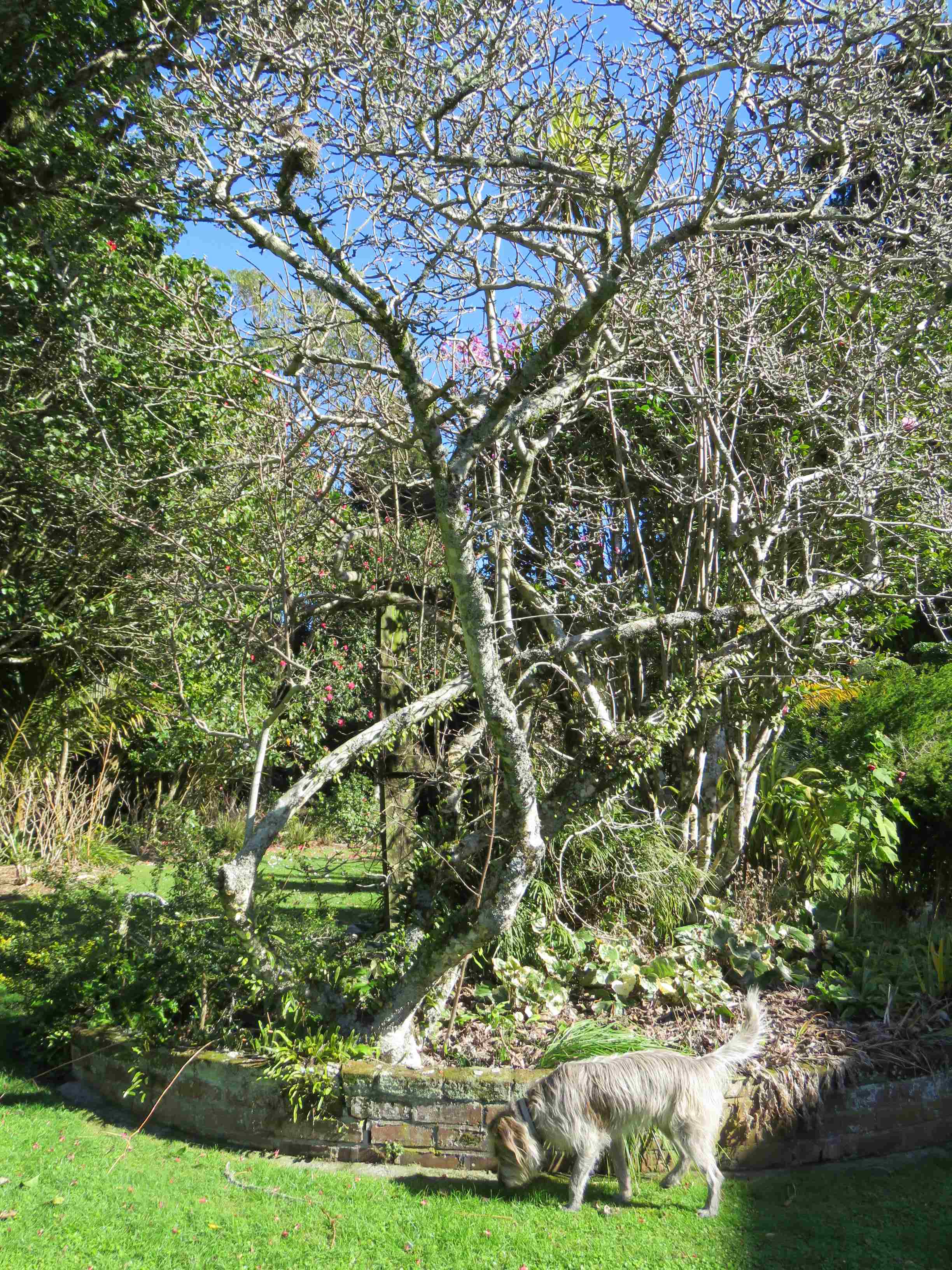 Magnolia Vulcan | Tikorangi The Jury Garden