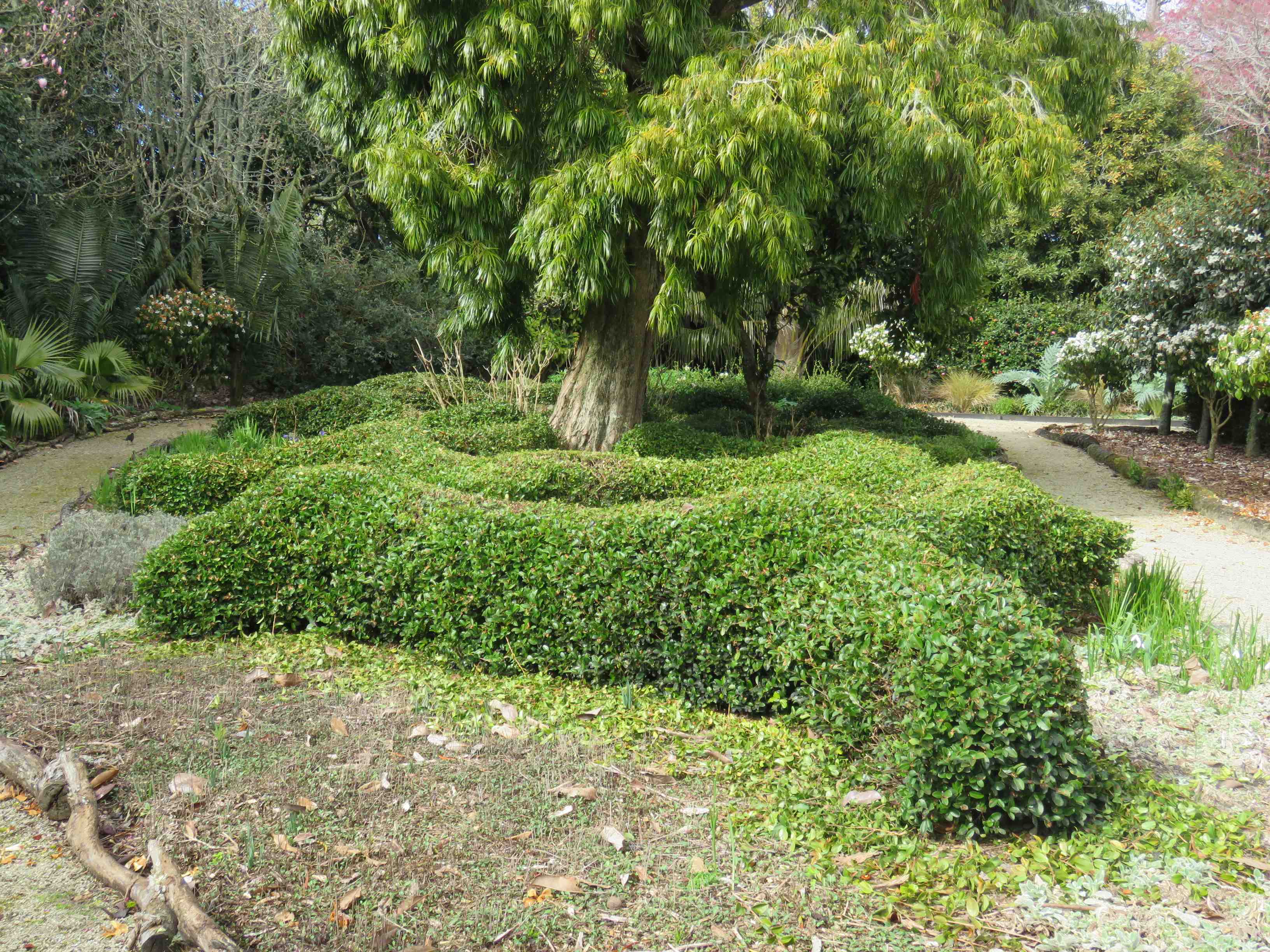 Magnolia Iolanthe | Tikorangi The Jury Garden