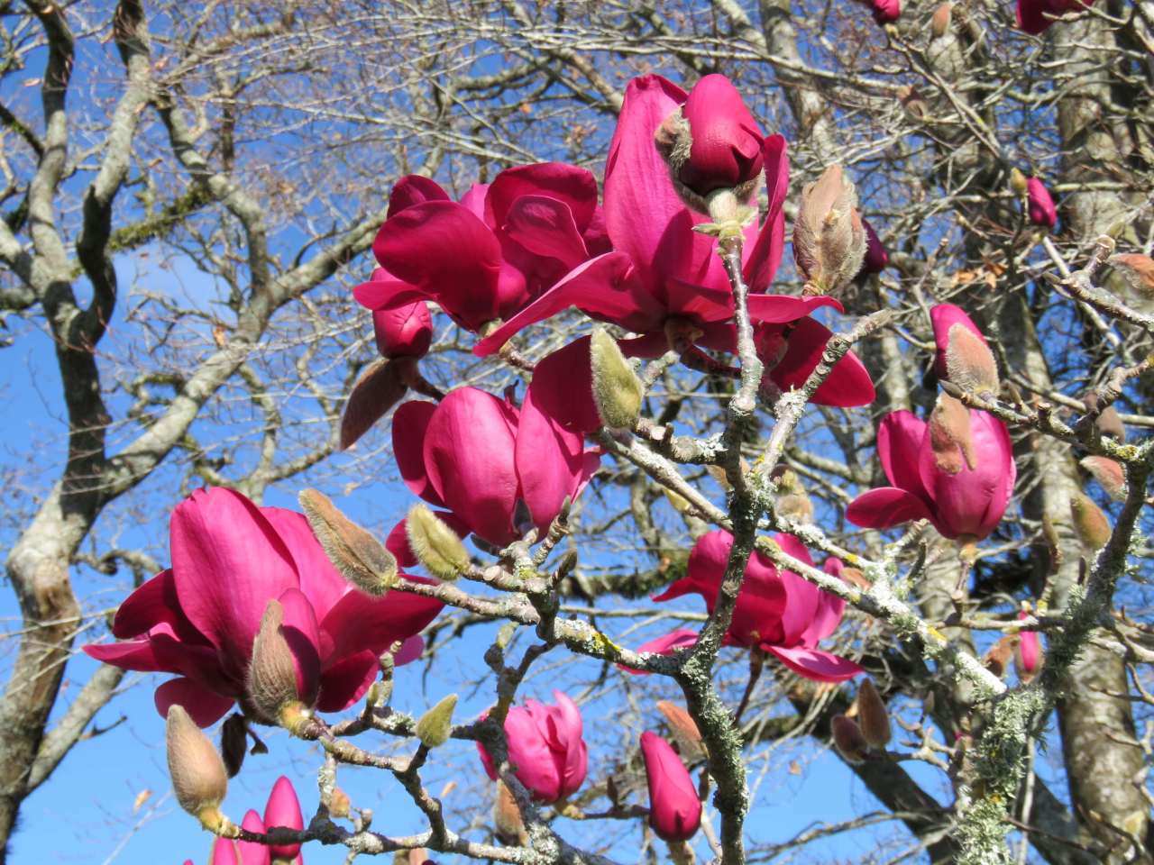 Magnolia Vulcan | Tikorangi The Jury Garden