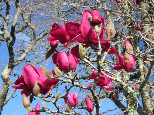 red magnolias | Tikorangi The Jury Garden