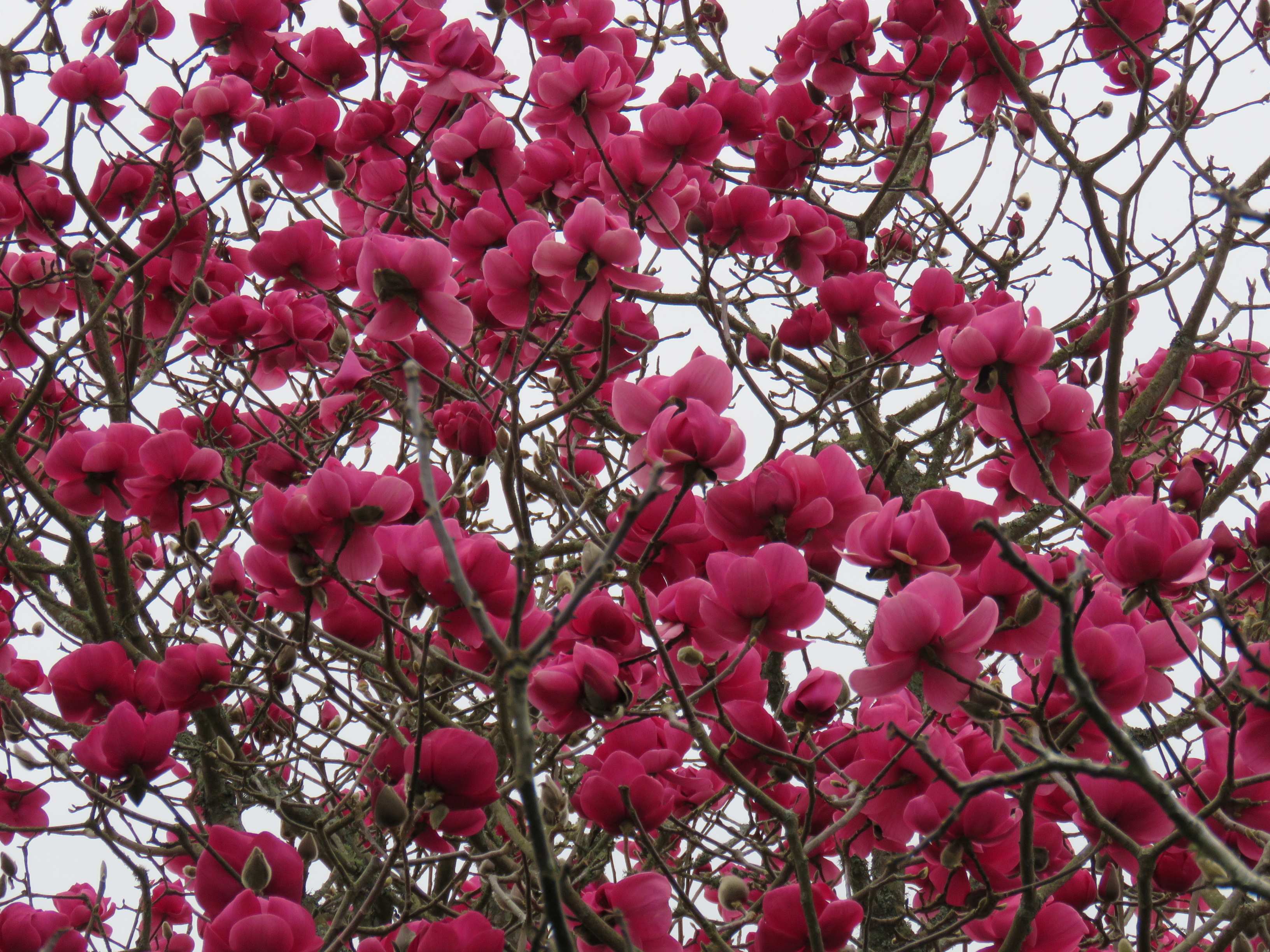 Magnolia Vulcan | Tikorangi The Jury Garden