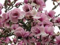 Magnolia Iolanthe | Tikorangi The Jury Garden