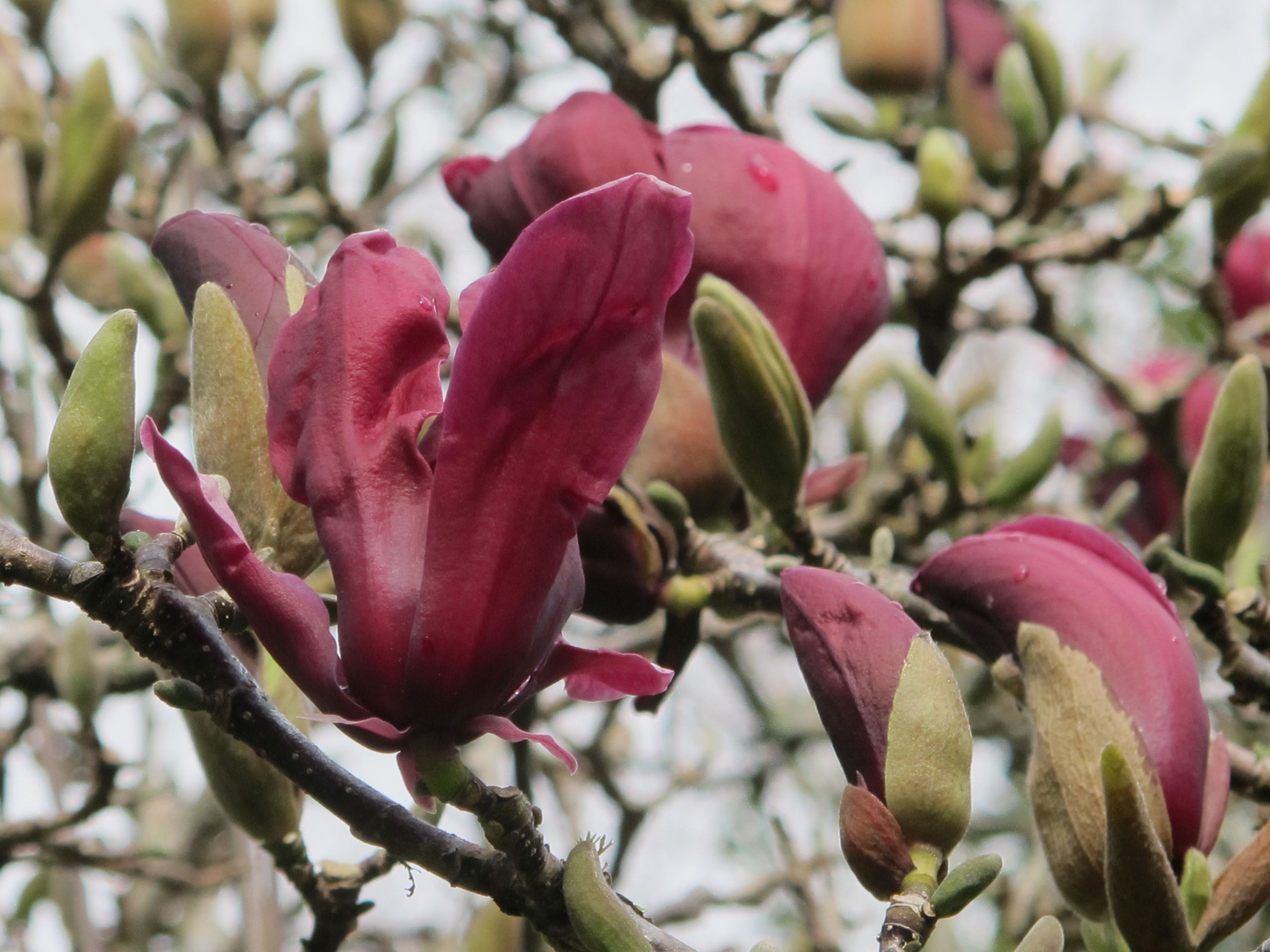 red magnolias | Tikorangi The Jury Garden