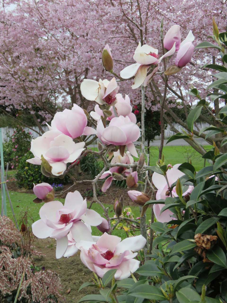 Magnolia Felix Jury | Tikorangi The Jury Garden