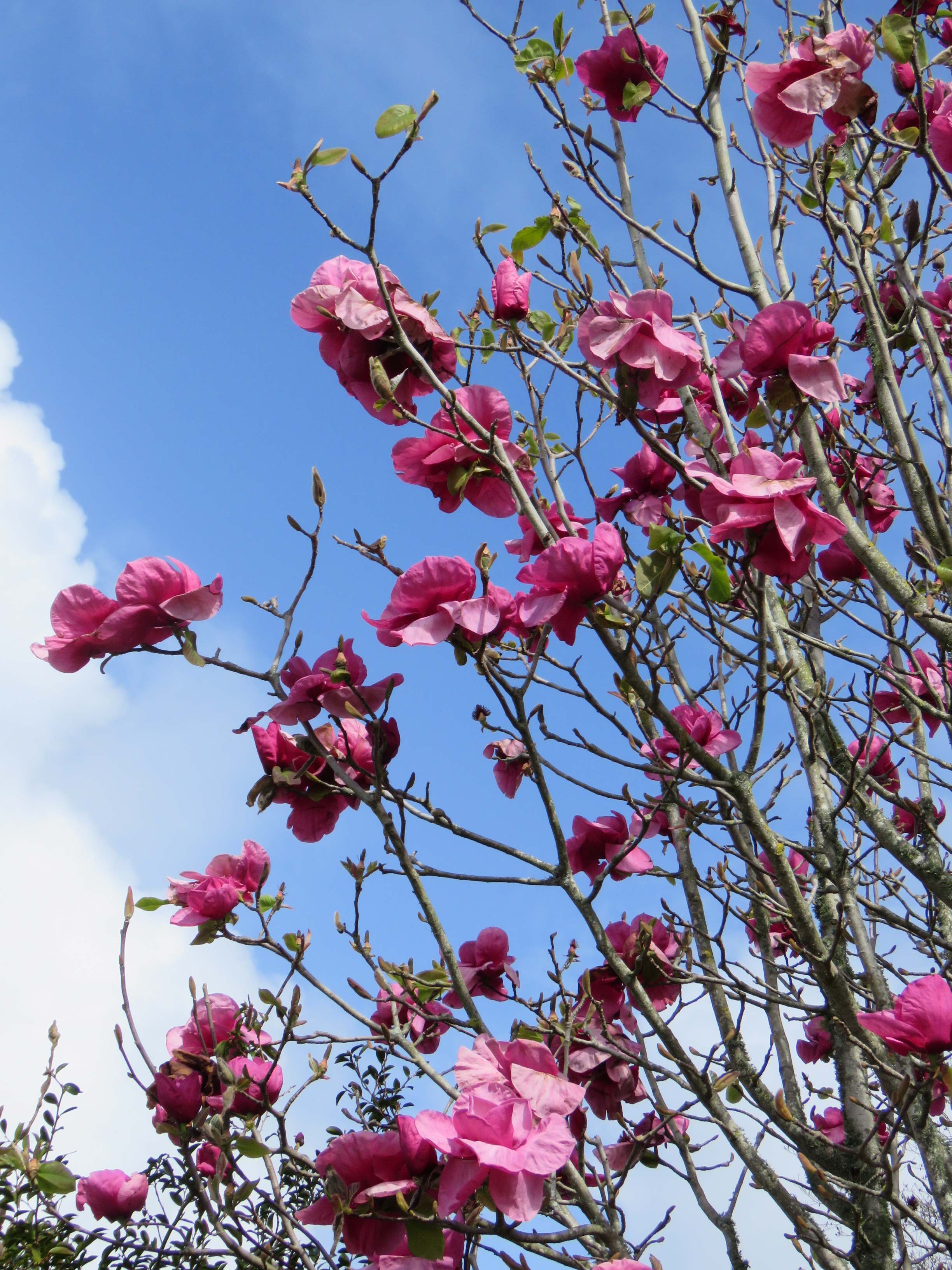 Magnolia Felix Jury | Tikorangi The Jury Garden