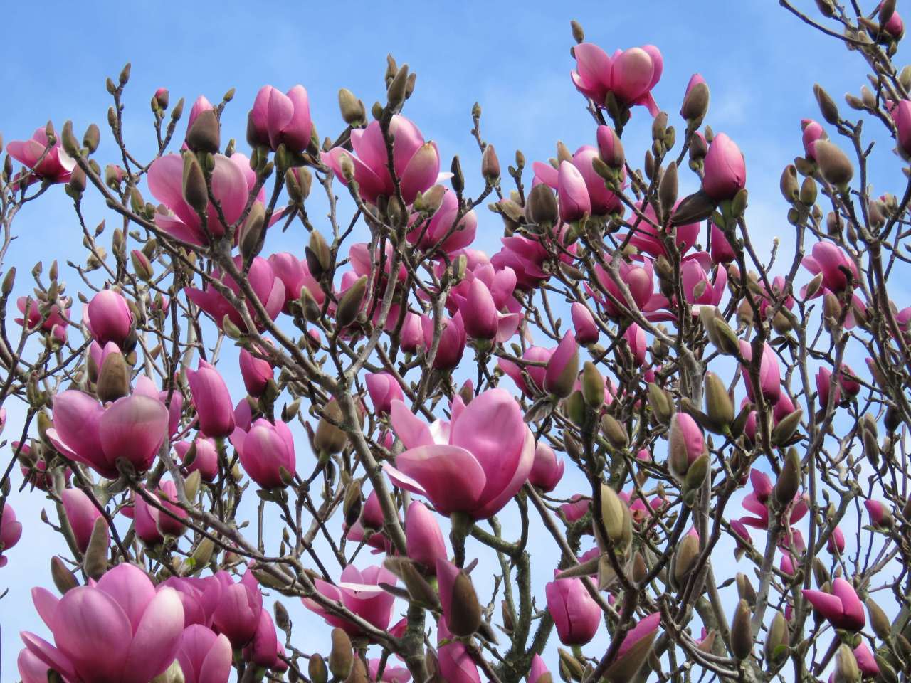 Magnolia Felix Jury | Tikorangi The Jury Garden
