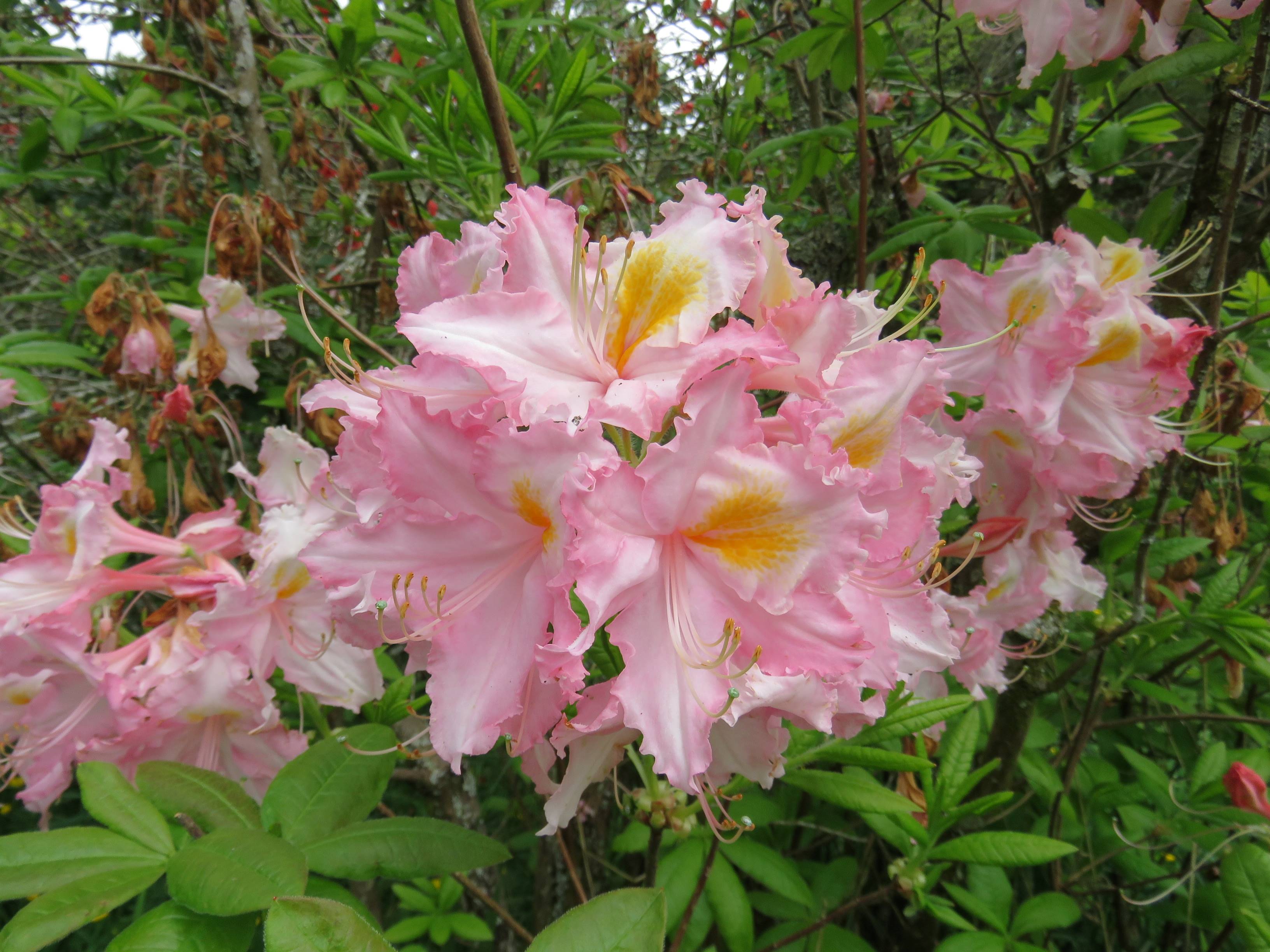 deciduous azaleas | Tikorangi The Jury Garden