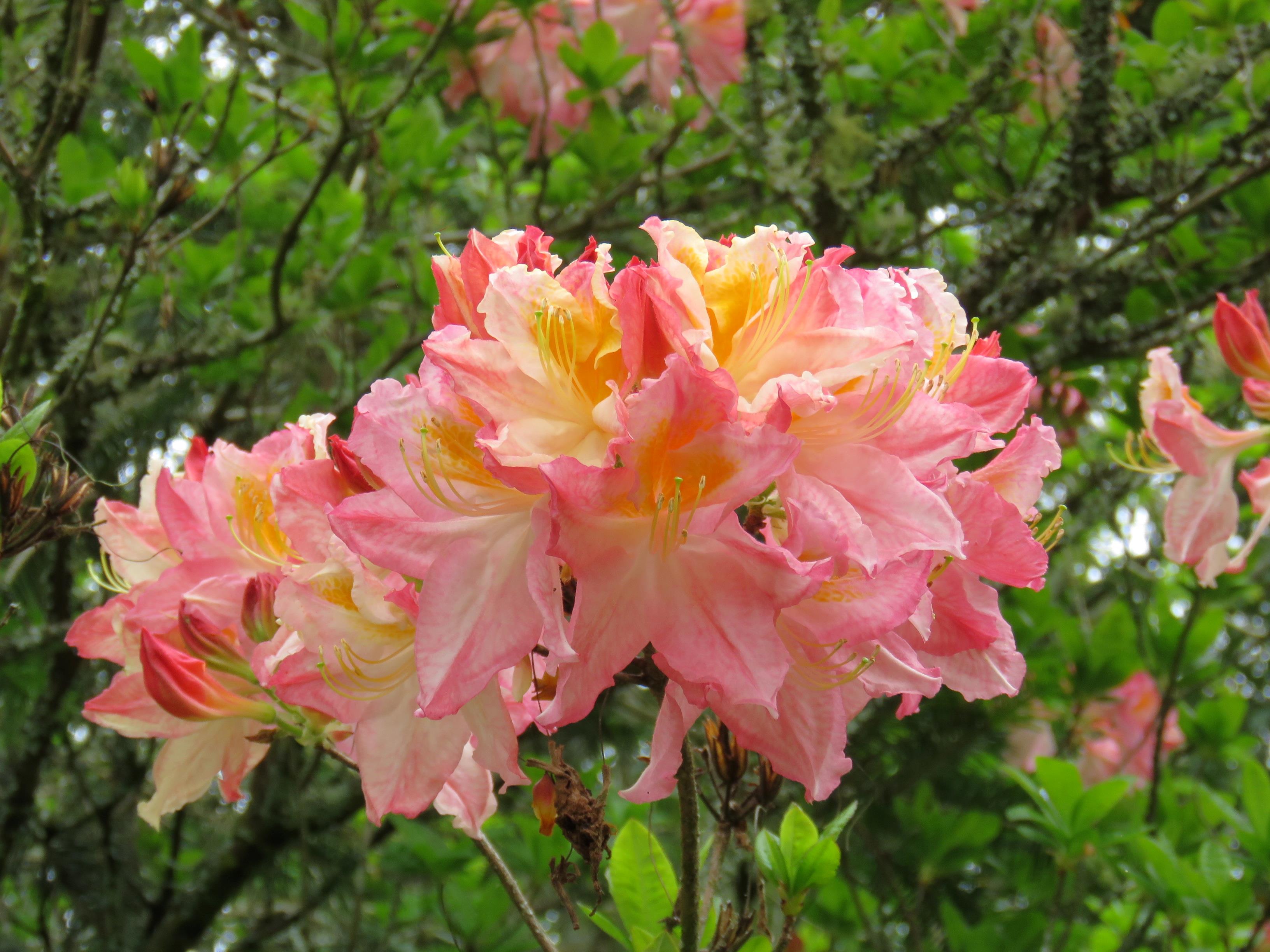 deciduous azaleas | Tikorangi The Jury Garden