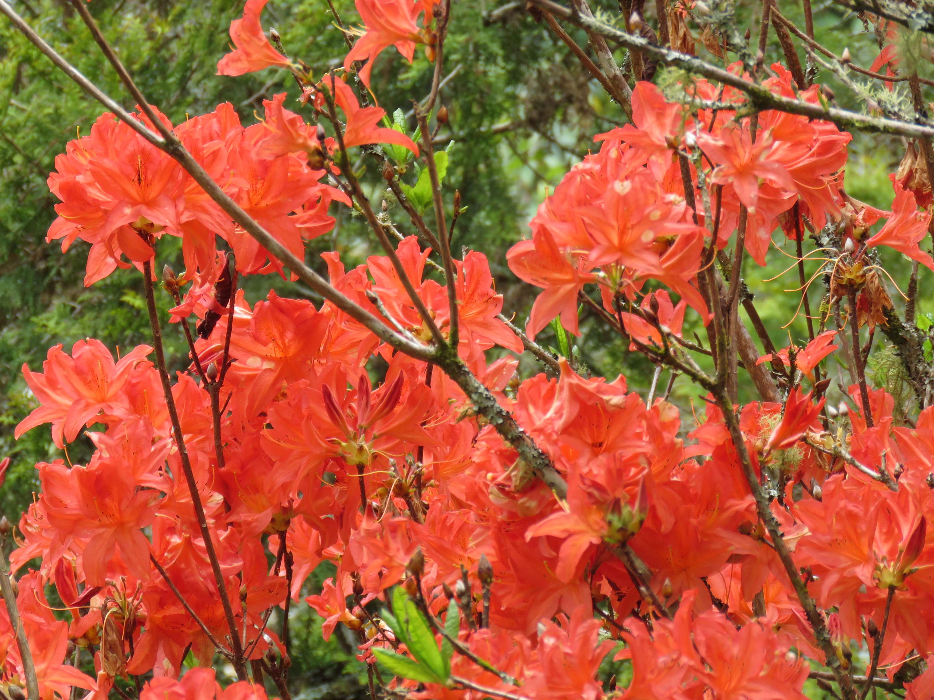 deciduous azaleas | Tikorangi The Jury Garden