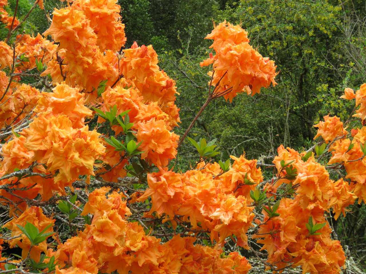 deciduous azaleas | Tikorangi The Jury Garden