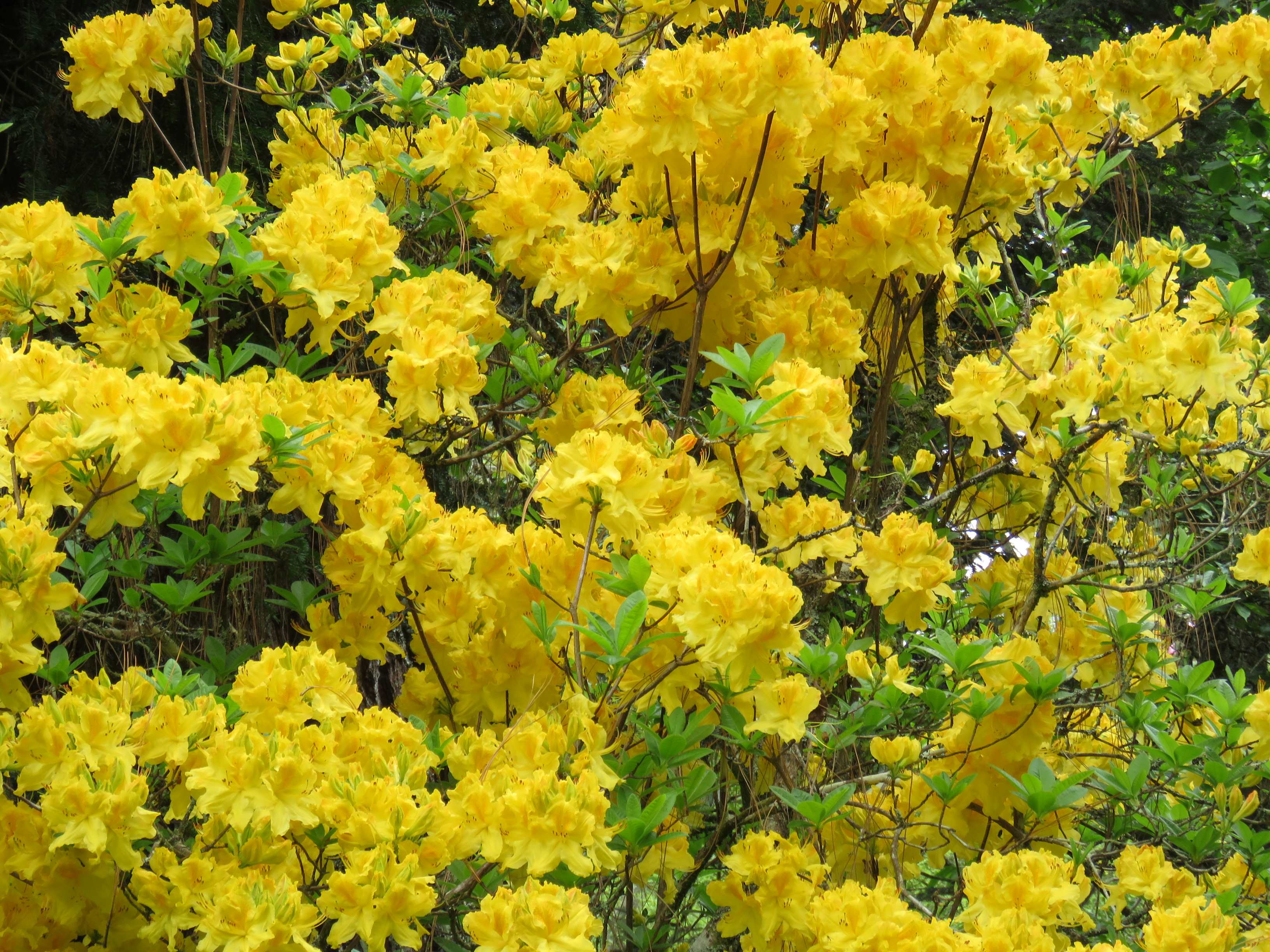 deciduous azaleas | Tikorangi The Jury Garden