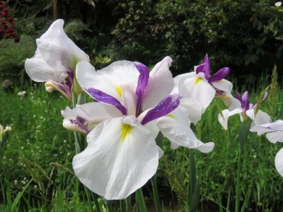 Tikorangi The Jury Garden | Mark and Abbie Jury | Page 3